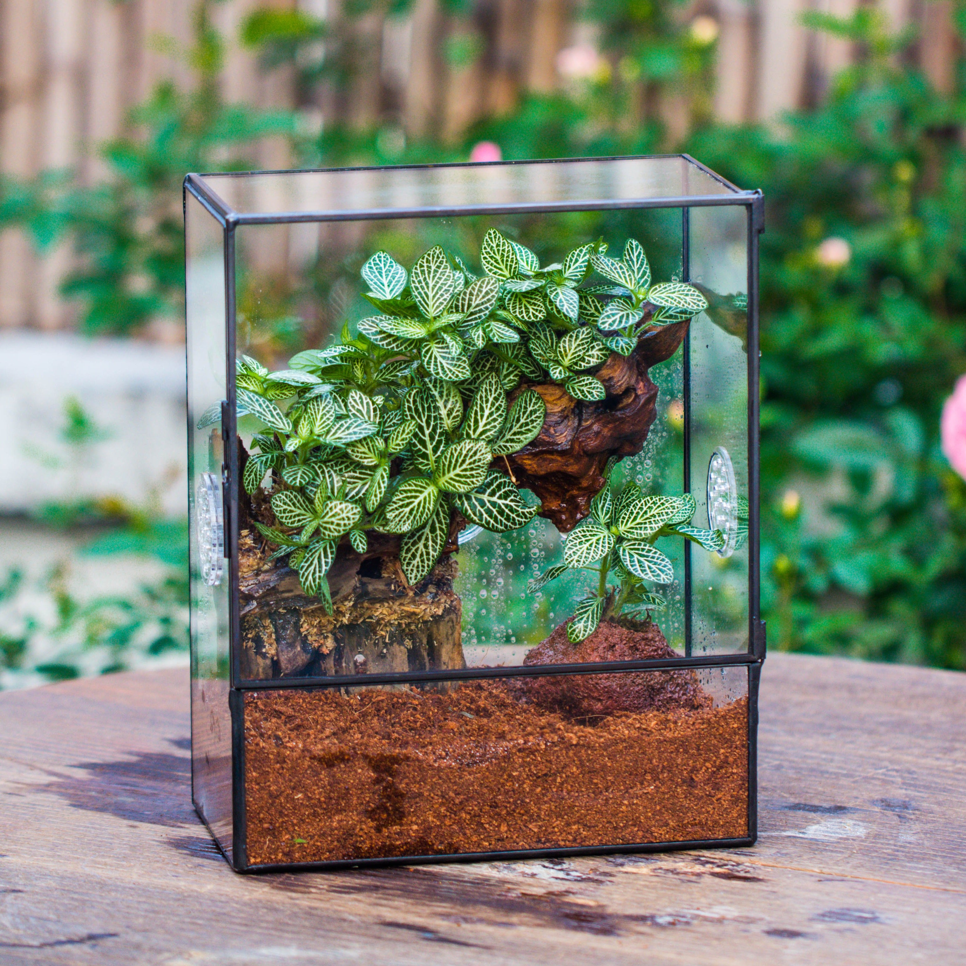 Close Geometric Glass Tin Terrarium with 3 Vents , 8x10" with side door ...