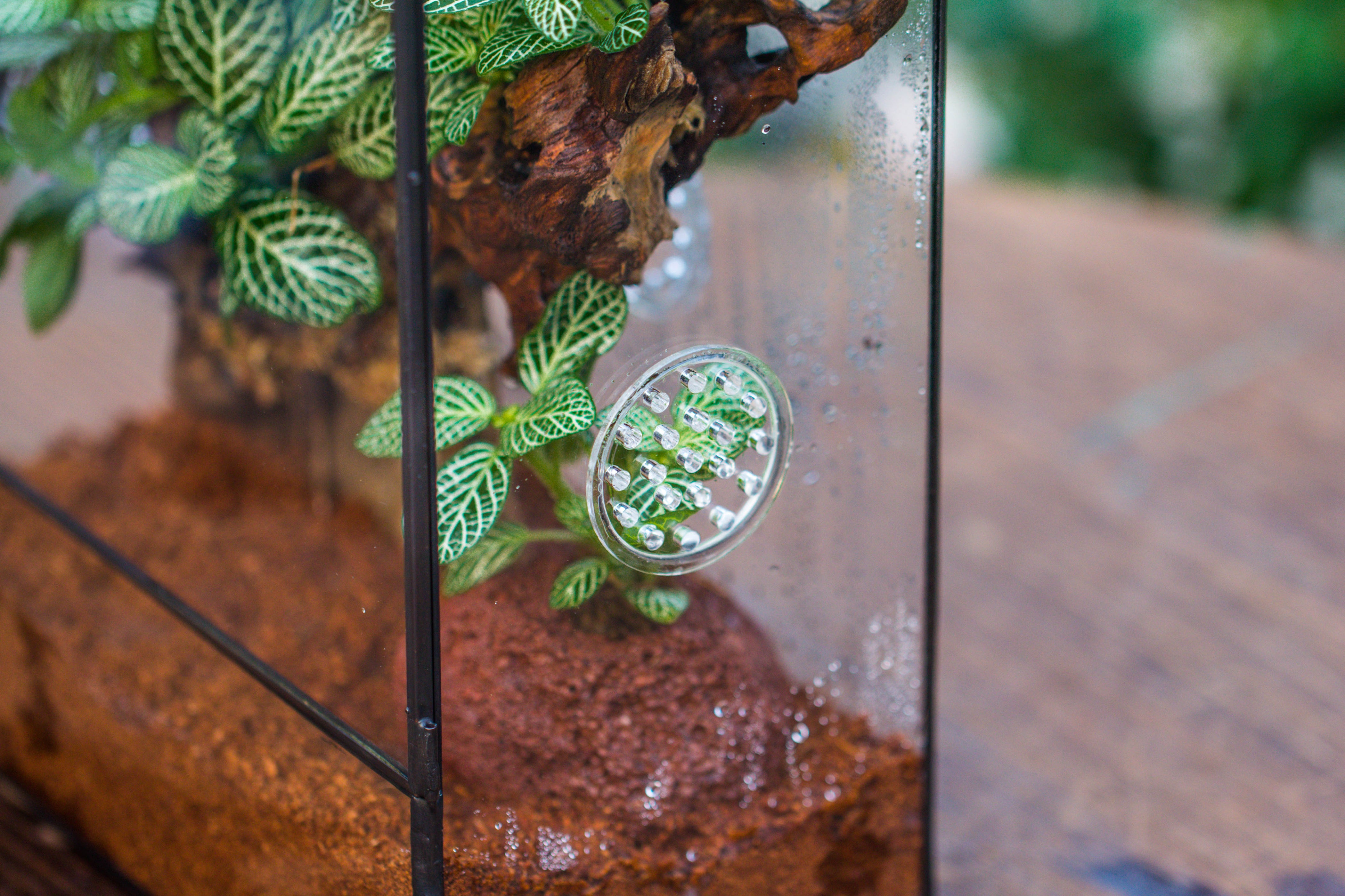 Close Geometric Glass Tin Terrarium with 3 Vents , 8x10" with side door ...