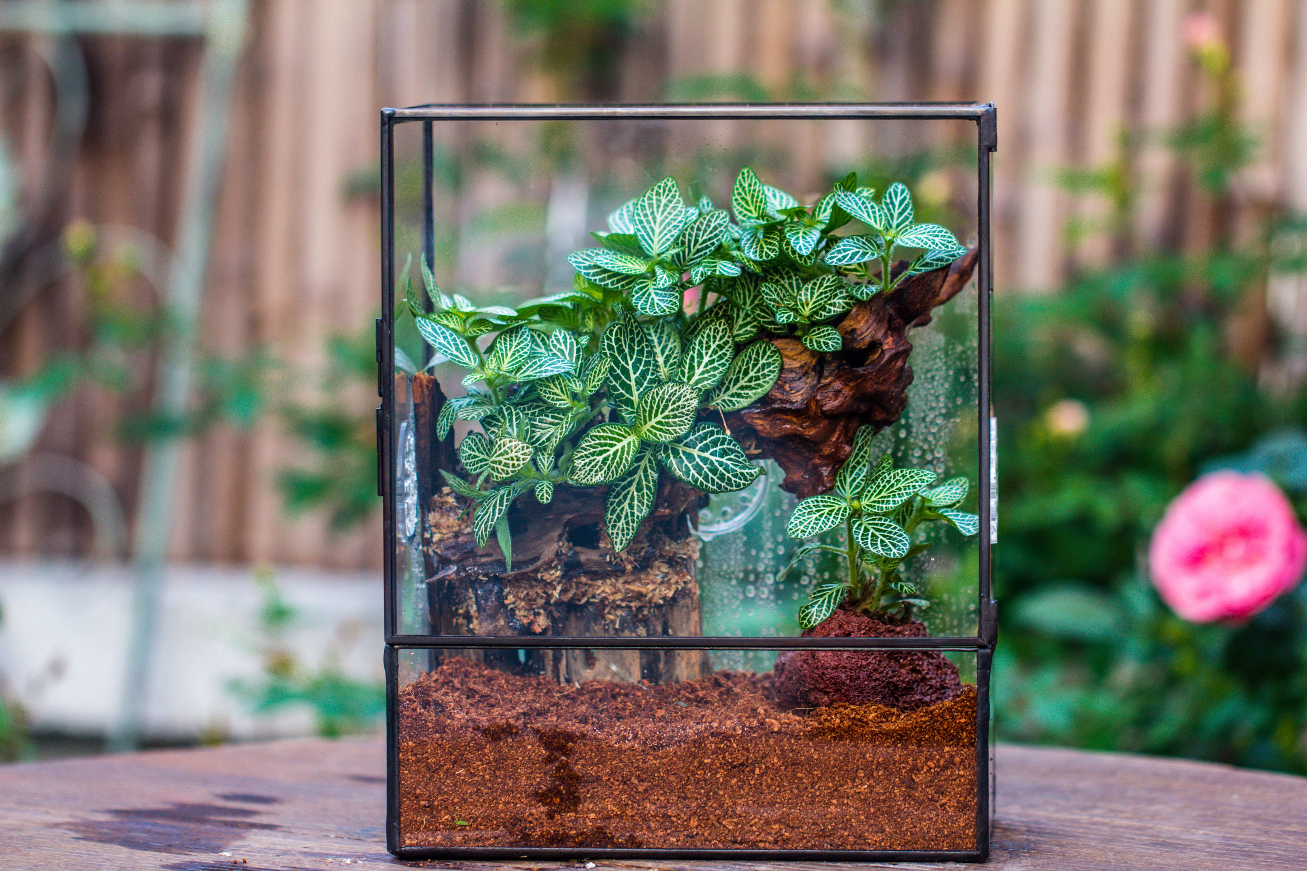 Glass Tin Terrarium with 3 Vents for insect, snail — NCYPgarden