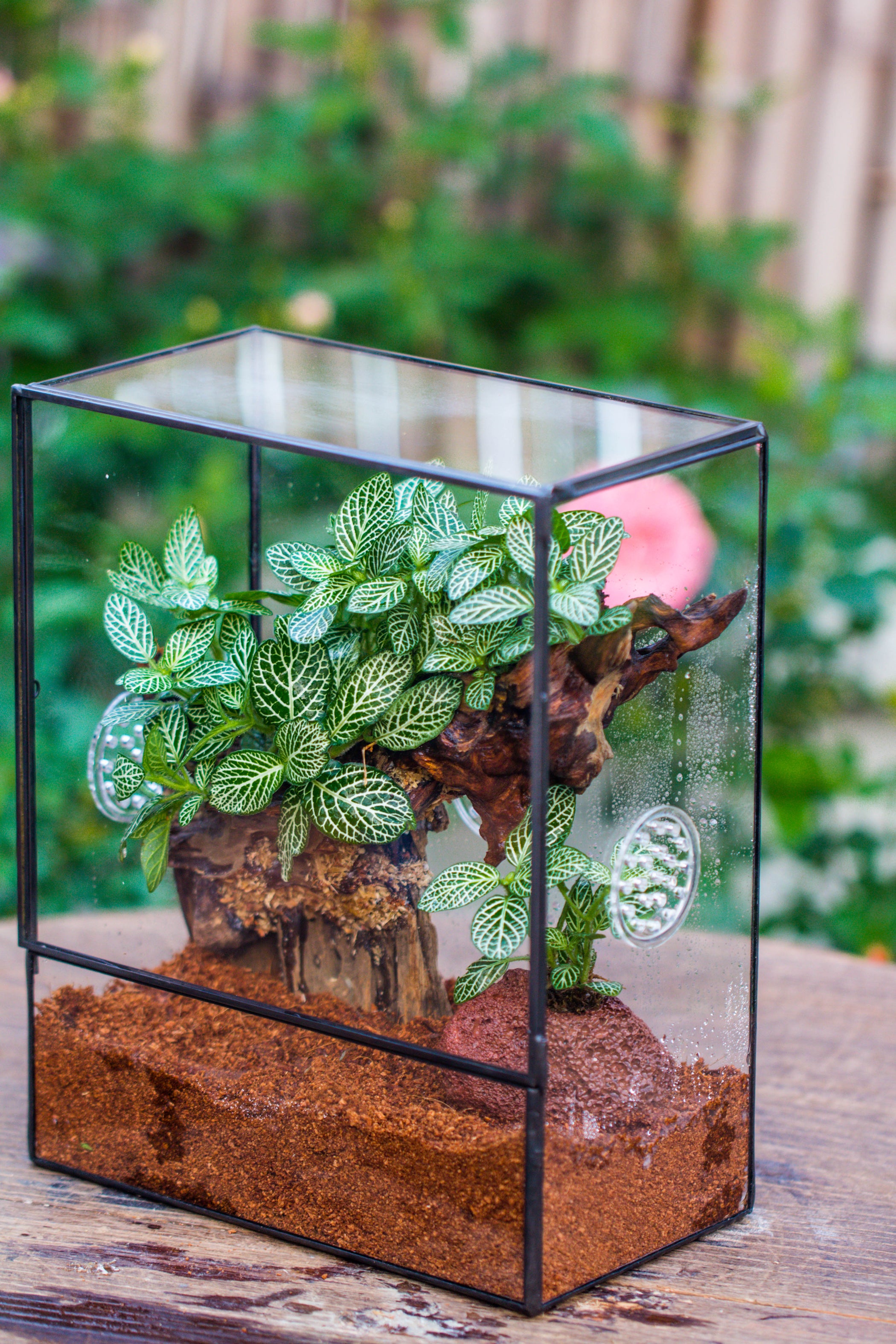 Close Geometric Glass Tin Terrarium with 3 Vents , 8x10" with side door ...