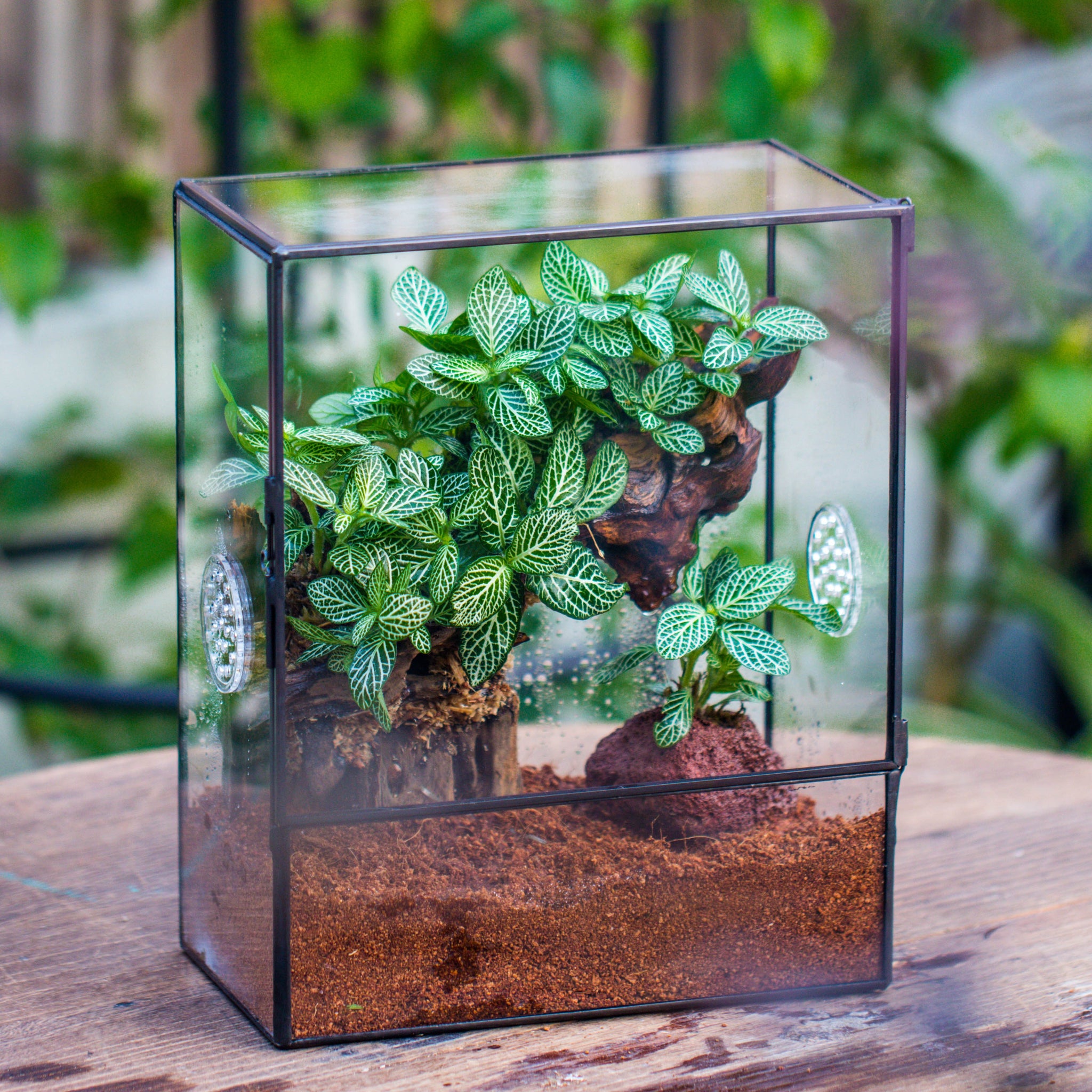 Geometric Terrariums — NCYPgarden
