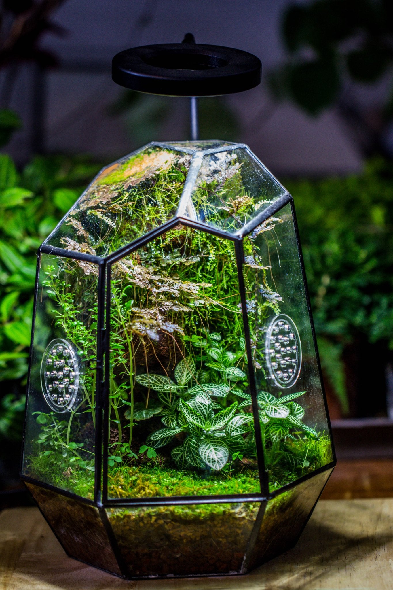 NCYP Close Geometric Tin Glass Terrarium with Door, Vent, Insect Bug T ...