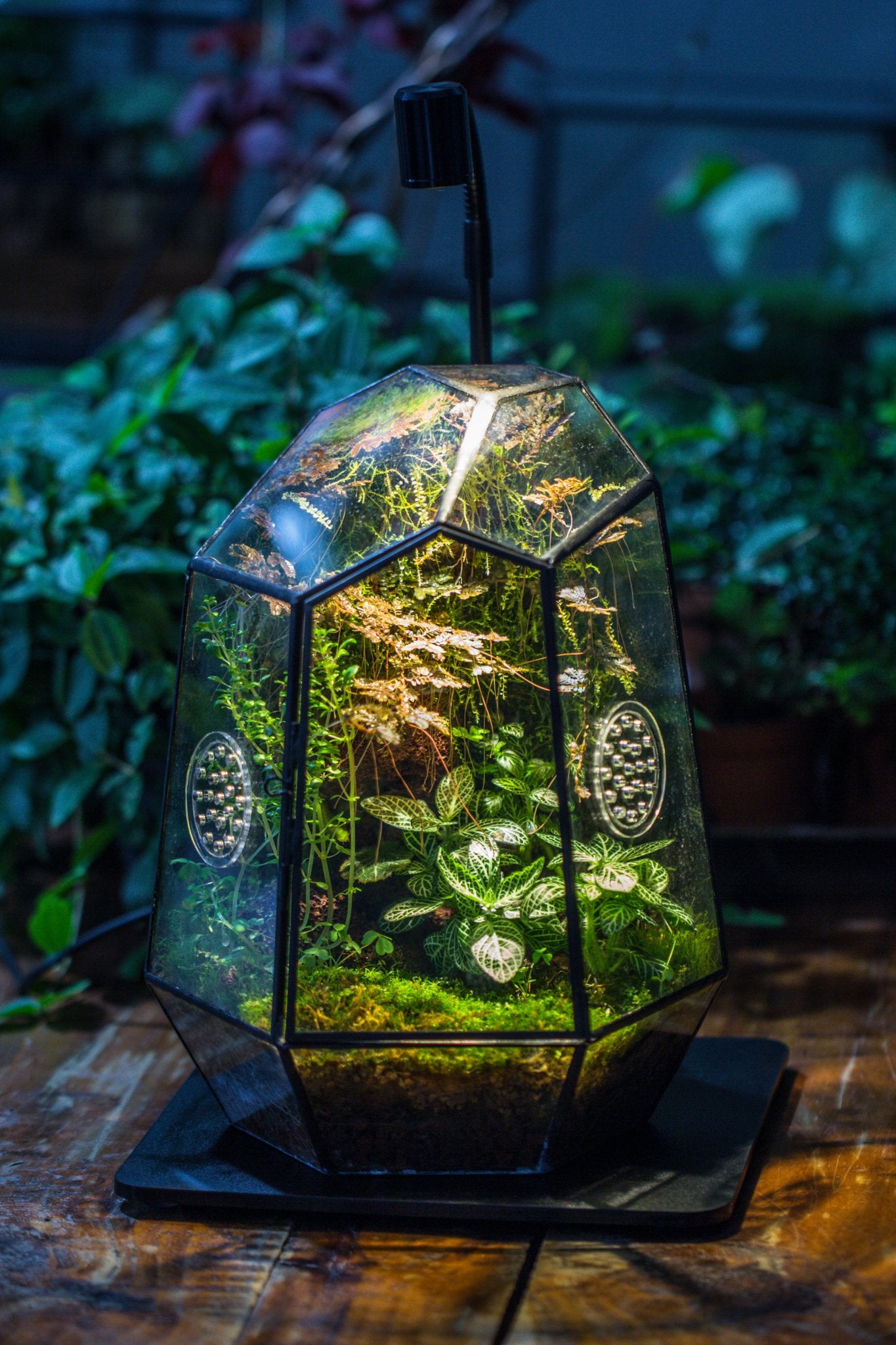 NCYP Close Geometric Tin Glass Terrarium with Door, Vent, Insect Bug T ...