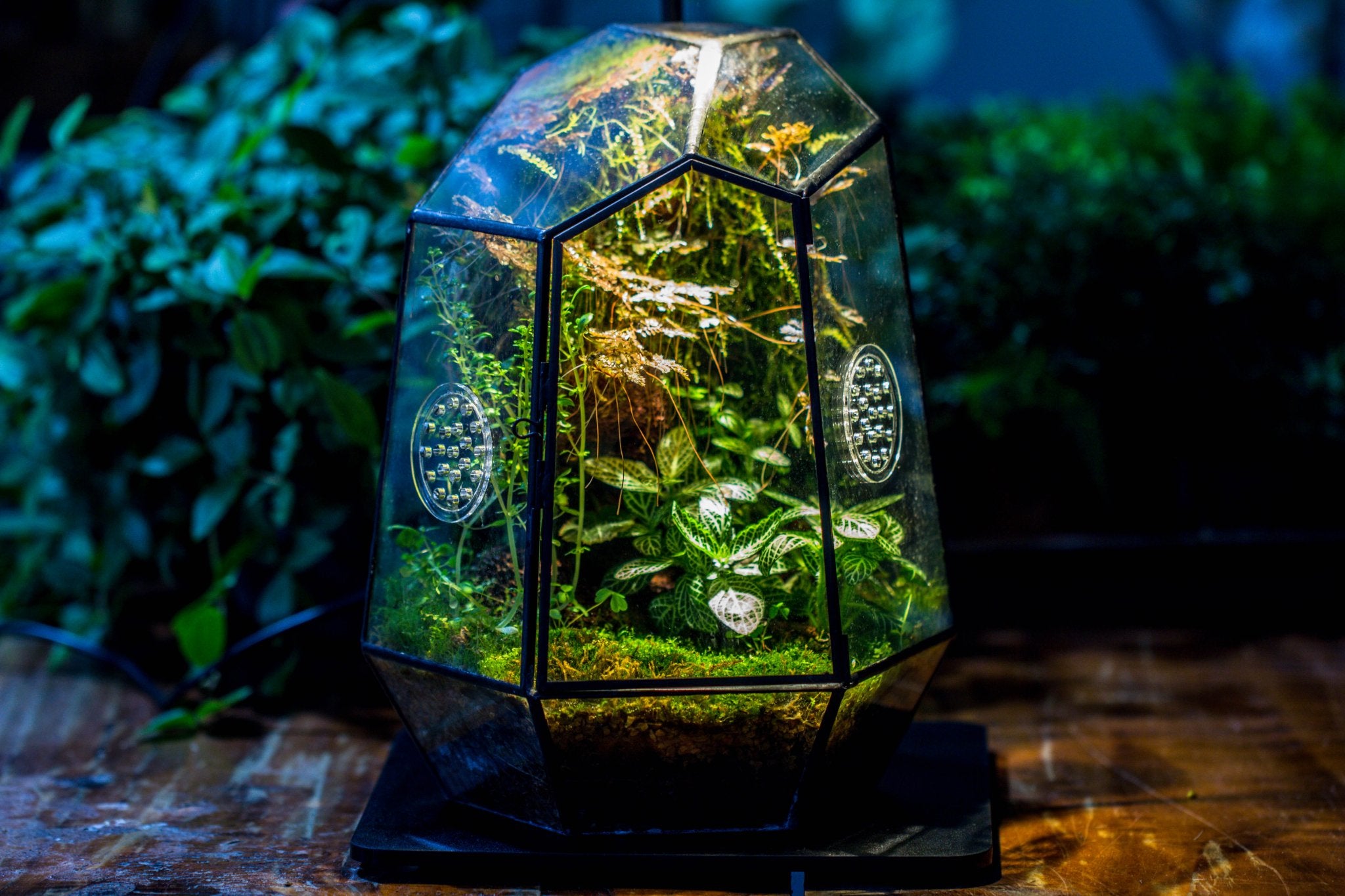 NCYP Close Geometric Tin Glass Terrarium with Door, Vent, Insect Bug T ...
