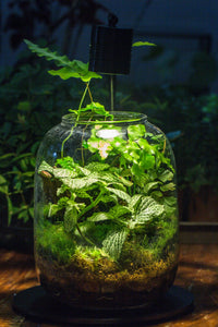 Terrarium Planting Kit Glass Jar and Black LED Grow light lAMP with Ba ...
