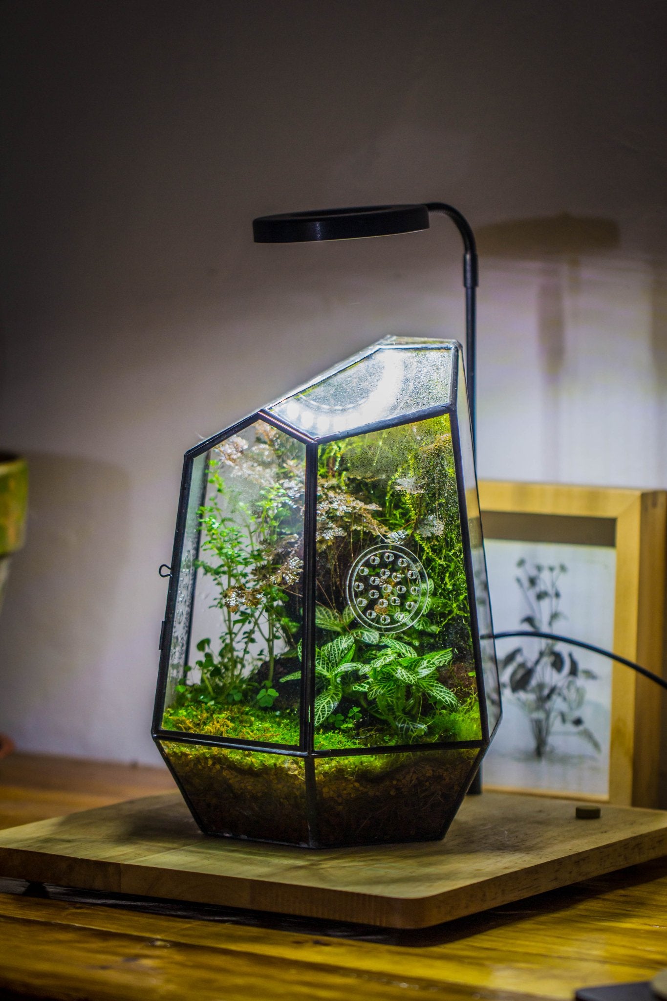 NCYP Close Geometric Tin Glass Terrarium with Door, Vent, Insect Bug T ...