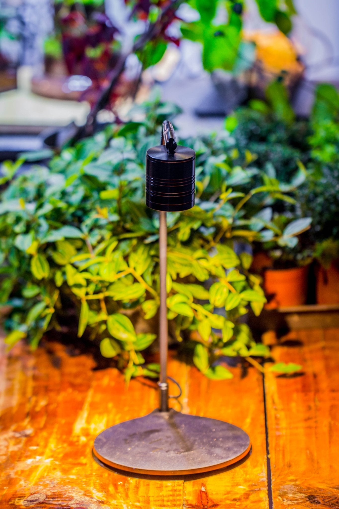 5W Warm White Black LED Grow Light adjustable with Black Matte Stand ...