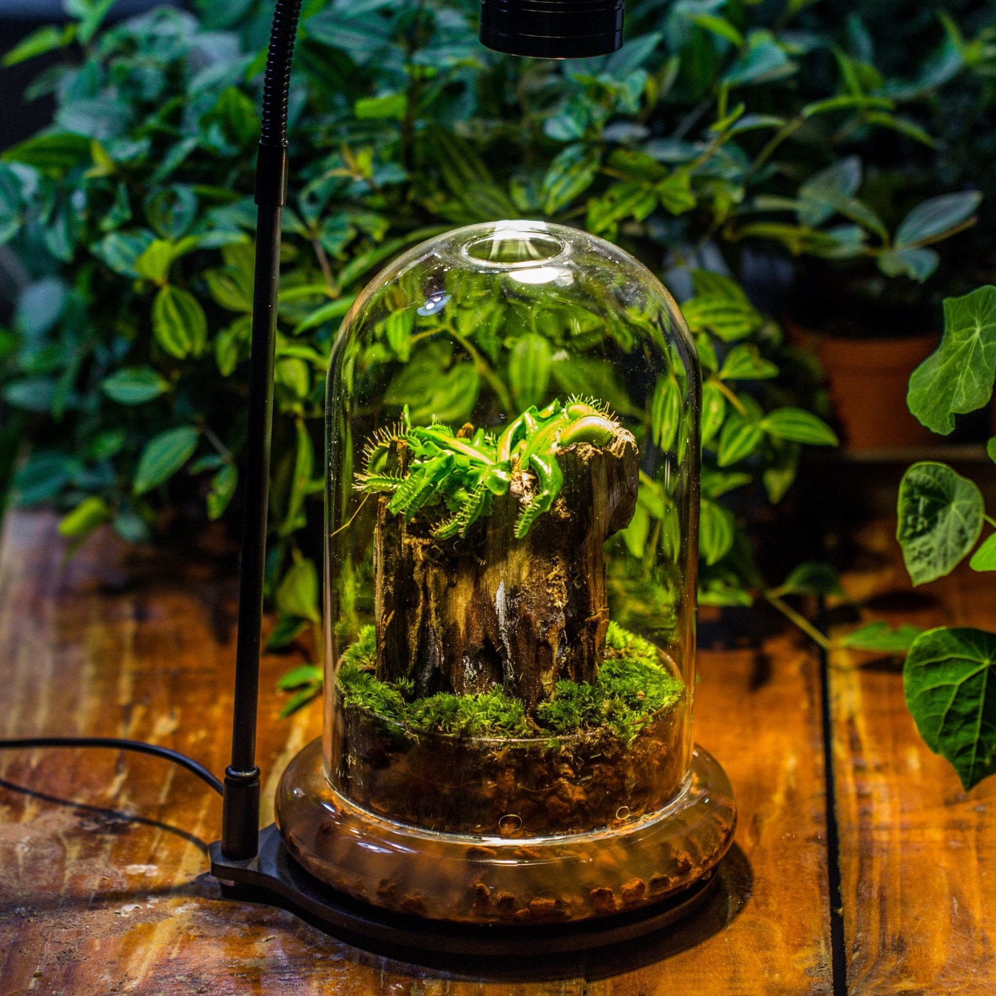 Terrarium Building Set | NCYPgarden