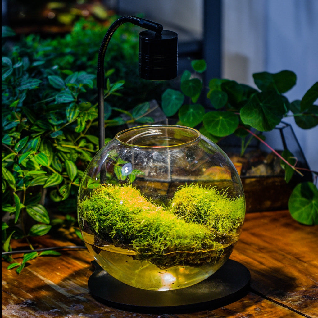LED Grow Light Set for Terrarium — NCYPgarden
