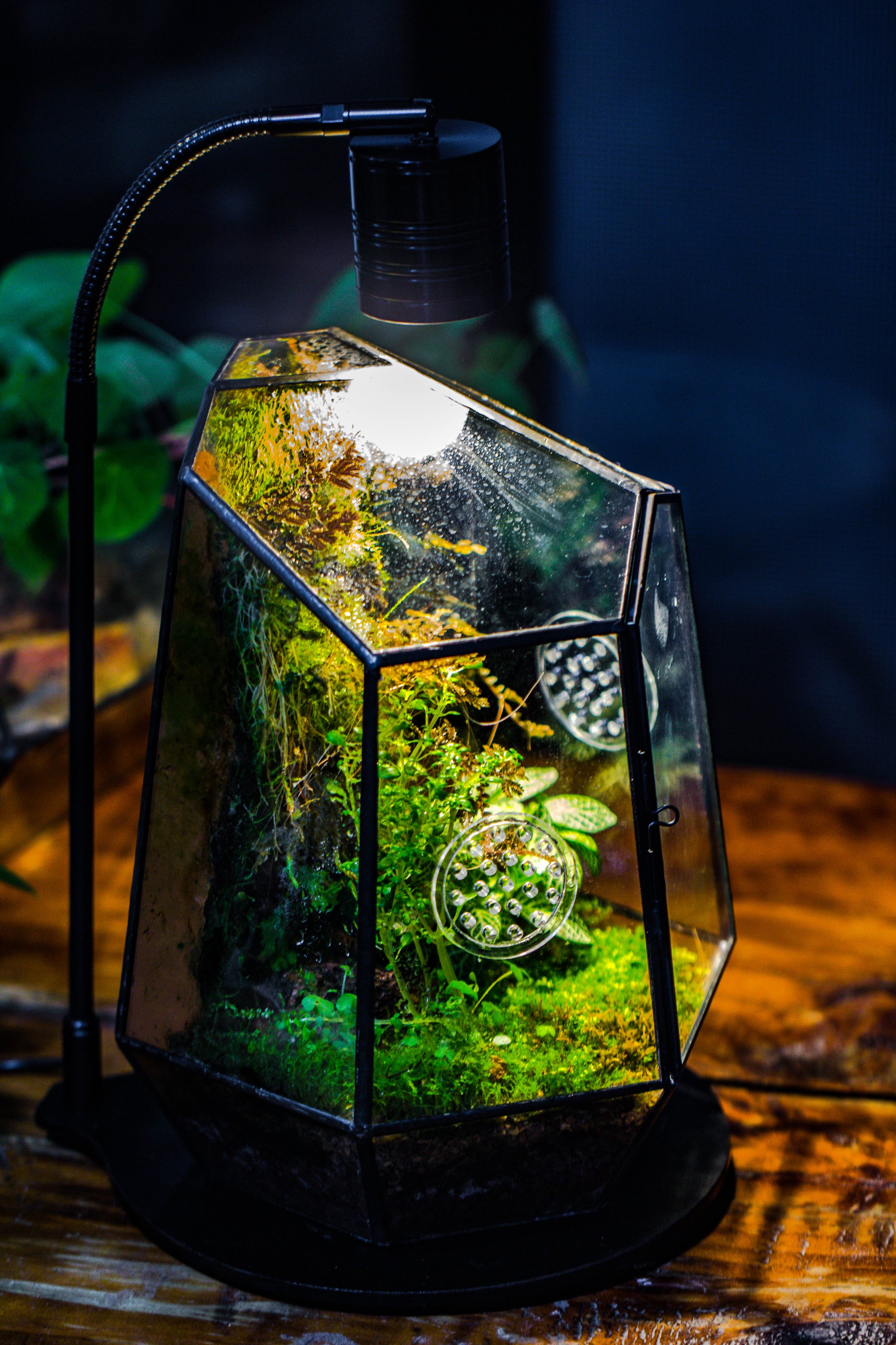 NCYP Close Geometric Tin Glass Terrarium with Door, Vent, Insect Bug T ...