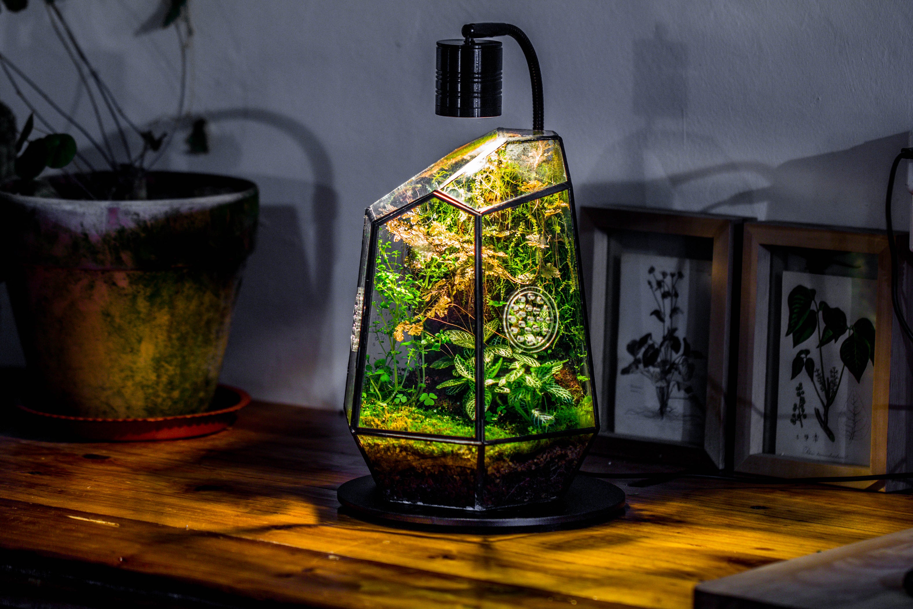 NCYP Close Geometric Tin Glass Terrarium with Door, Vent, Insect Bug T ...