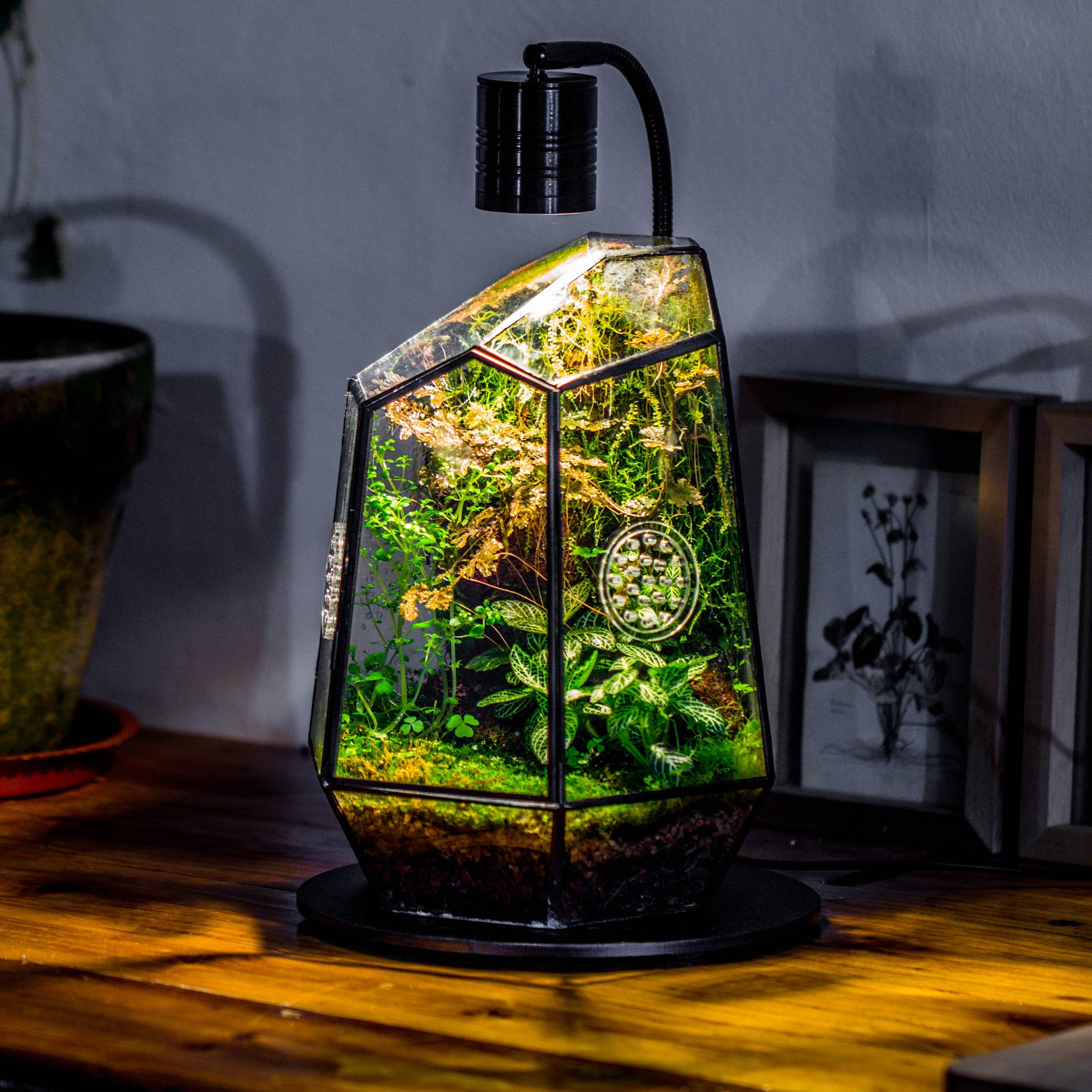 LED Grow Light Set for Terrarium — NCYPgarden