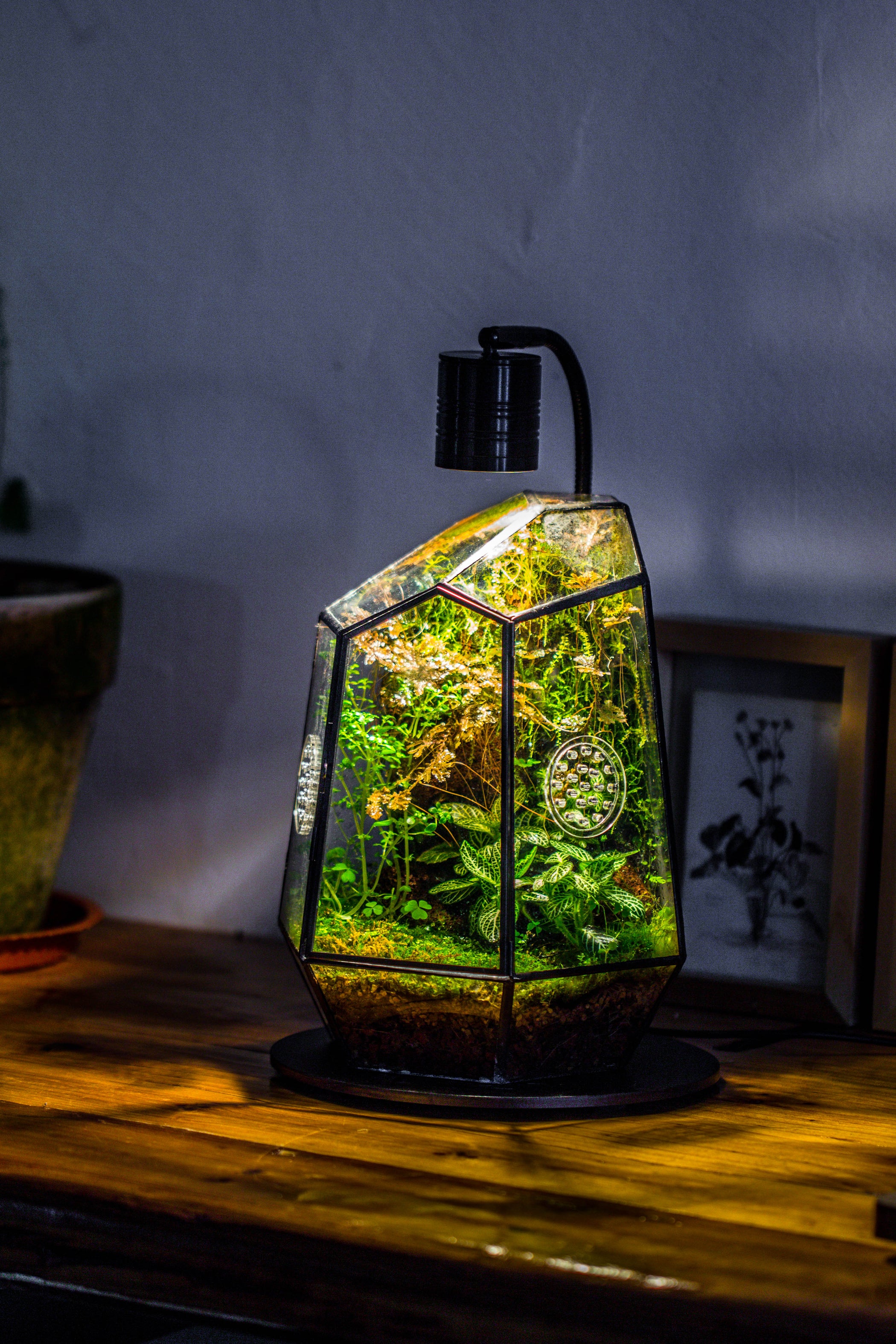 NCYP Close Geometric Tin Glass Terrarium with Door, Vent, Insect Bug T ...