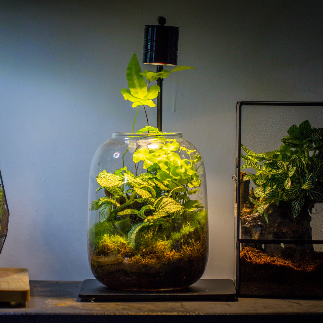 Terrarium Planting Kit Glass Jar and Black LED Grow light lAMP with Ba ...