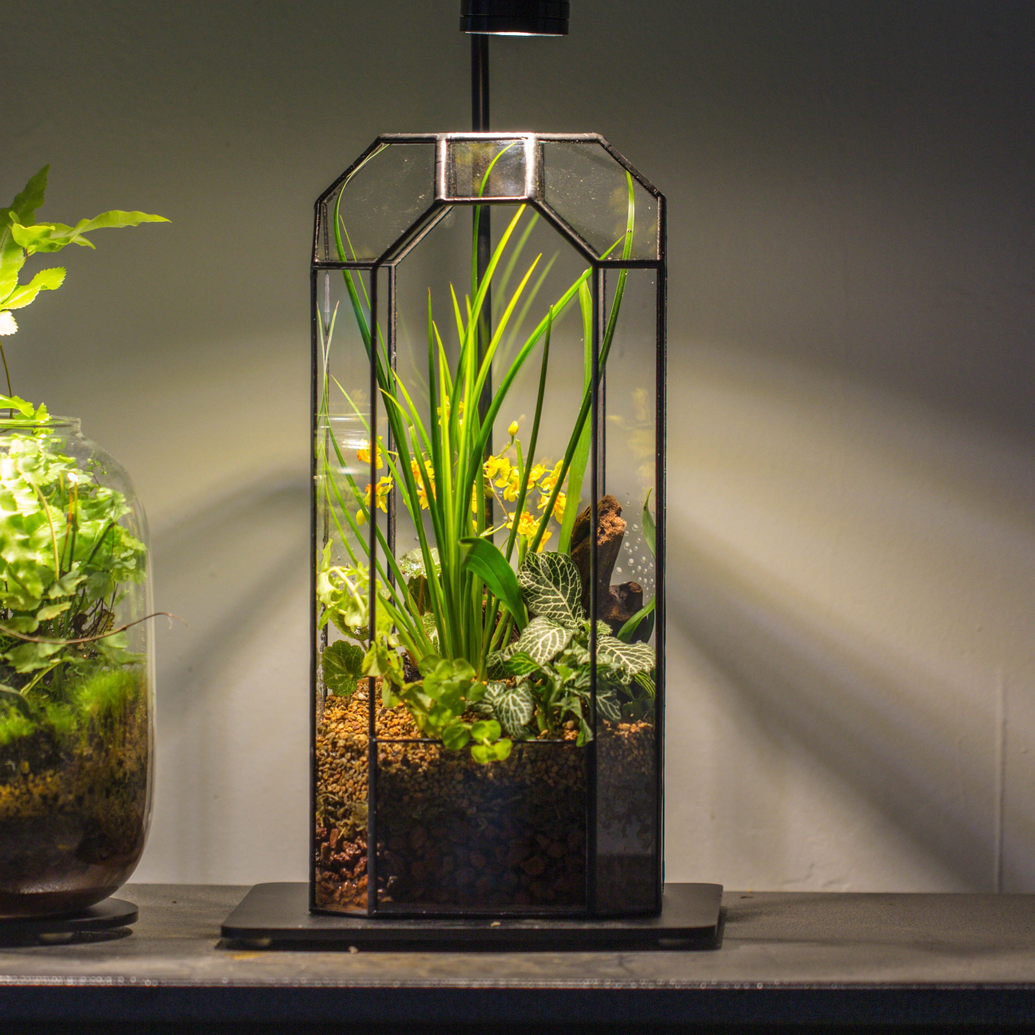 Customizable Warm White LED Grow Light with Matte Stand | NCYP Garden ...