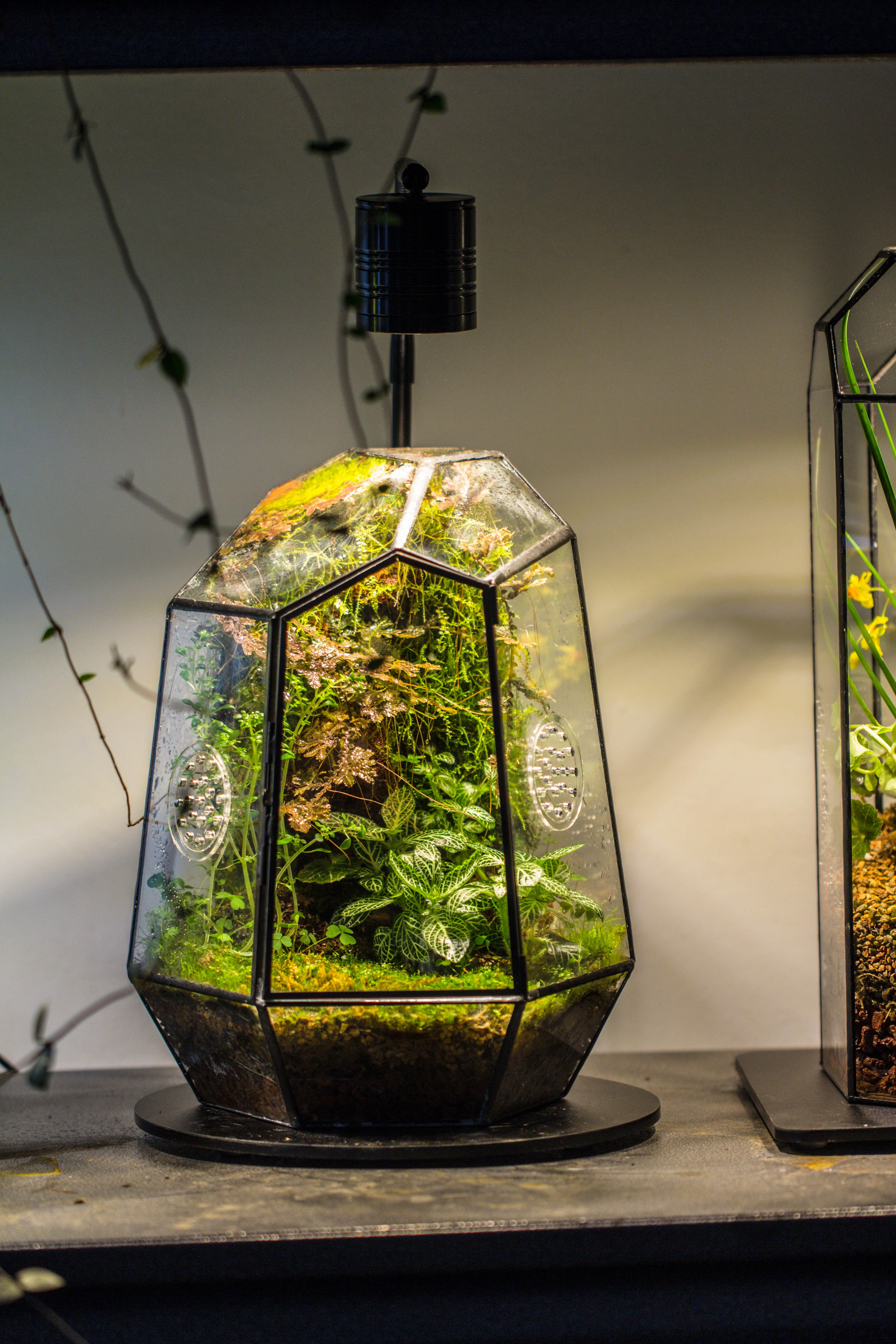 NCYP Close Geometric Tin Glass Terrarium with Door, Vent, Insect Bug T ...