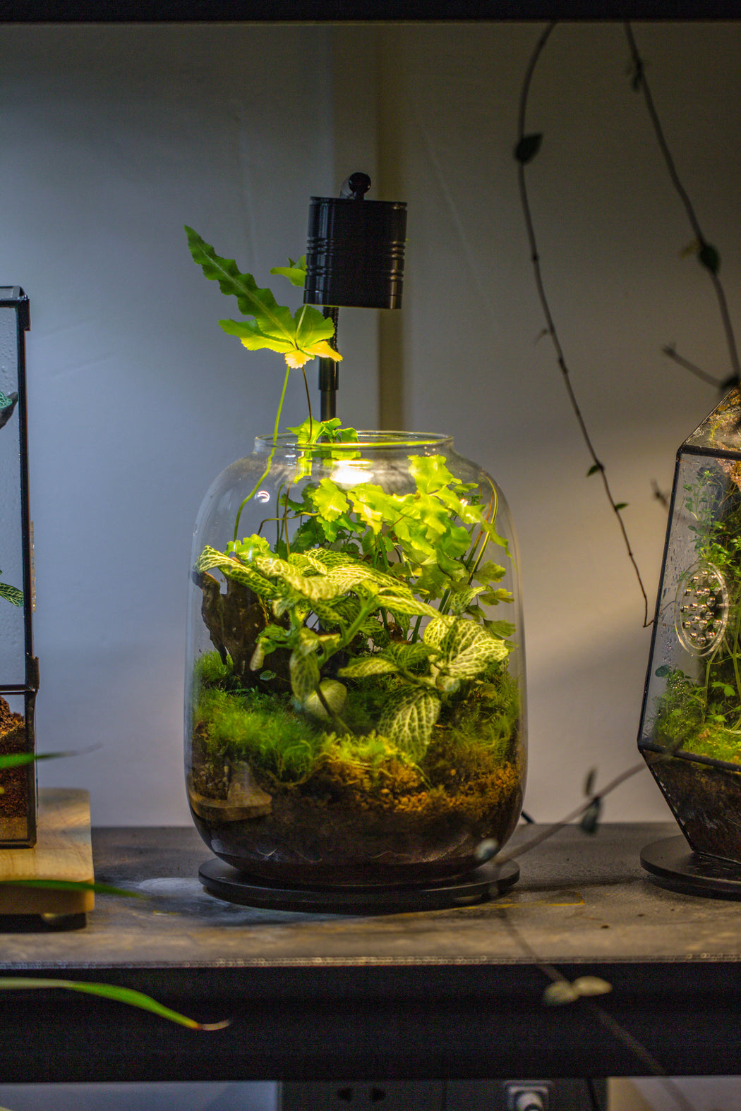 Terrarium Planting Kit Glass Jar and Black LED Grow light lAMP with Ba ...