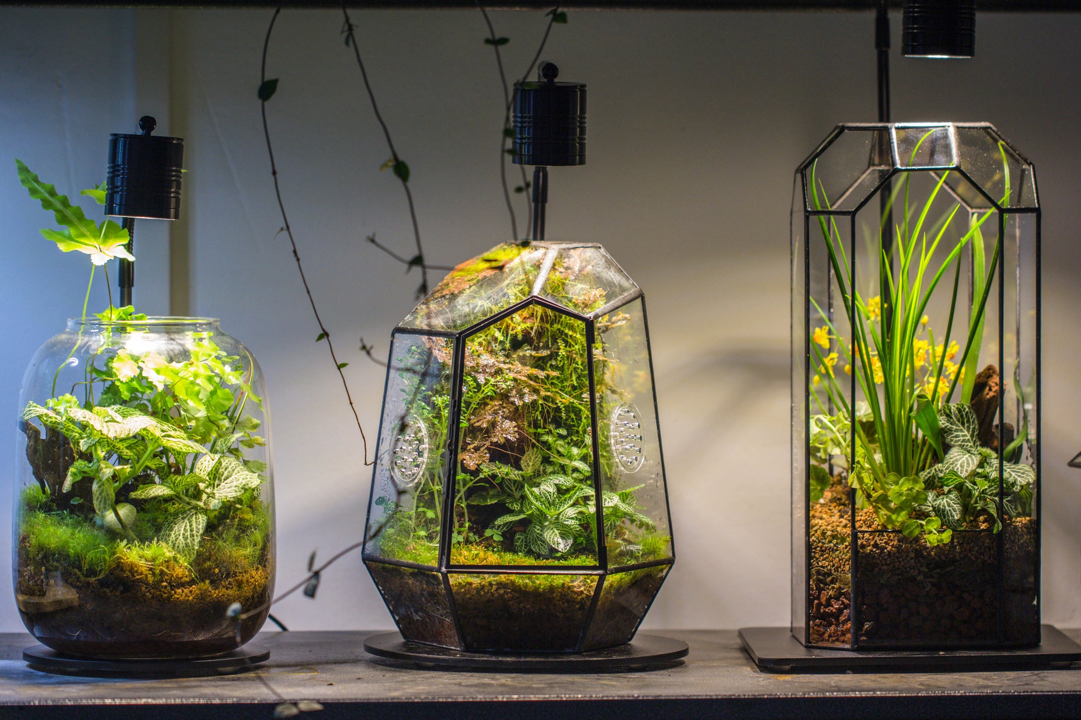 Customizable Warm White LED Grow Light with Matte Stand | NCYP Garden ...