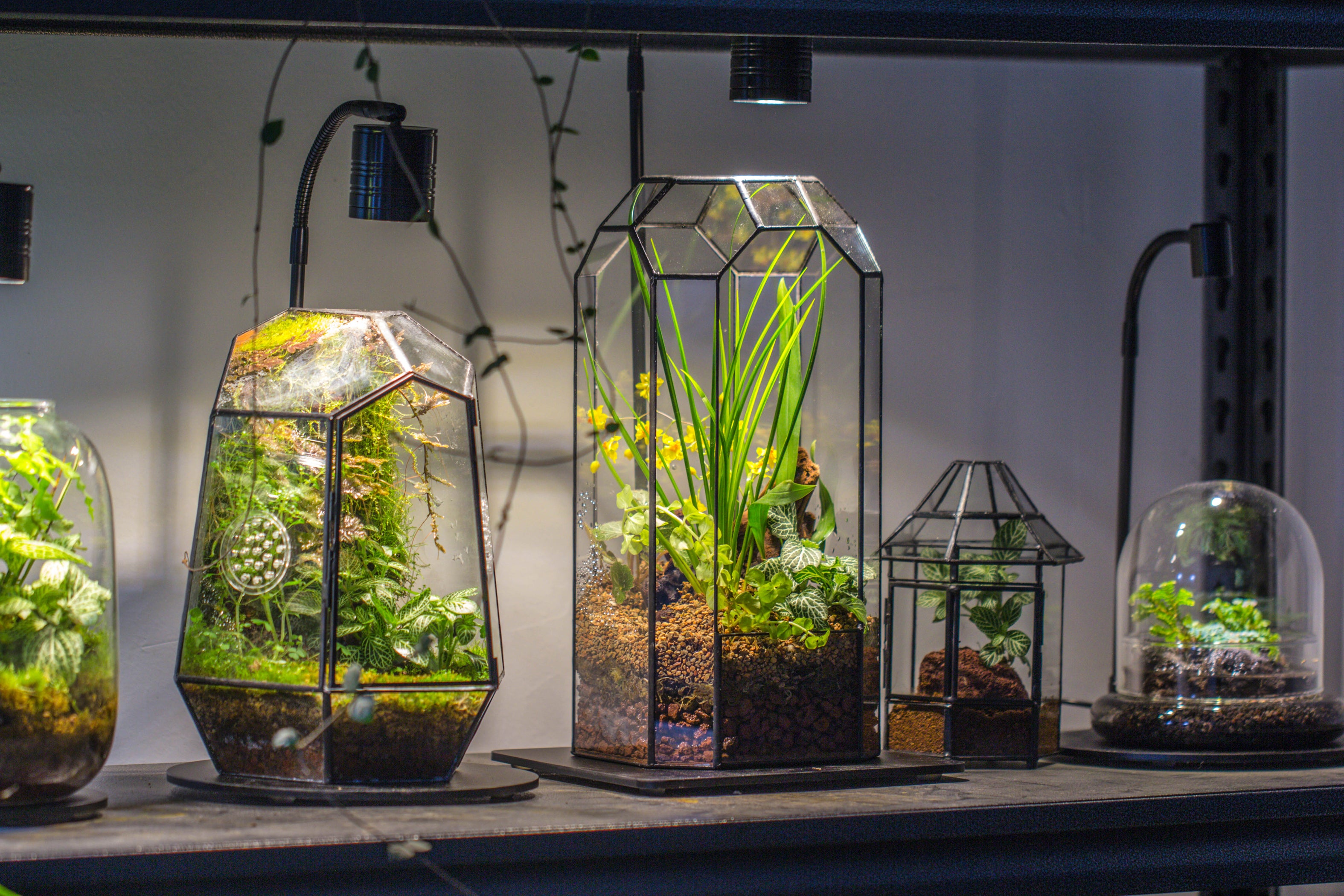 Customizable Warm White LED Grow Light with Matte Stand | NCYP Garden ...