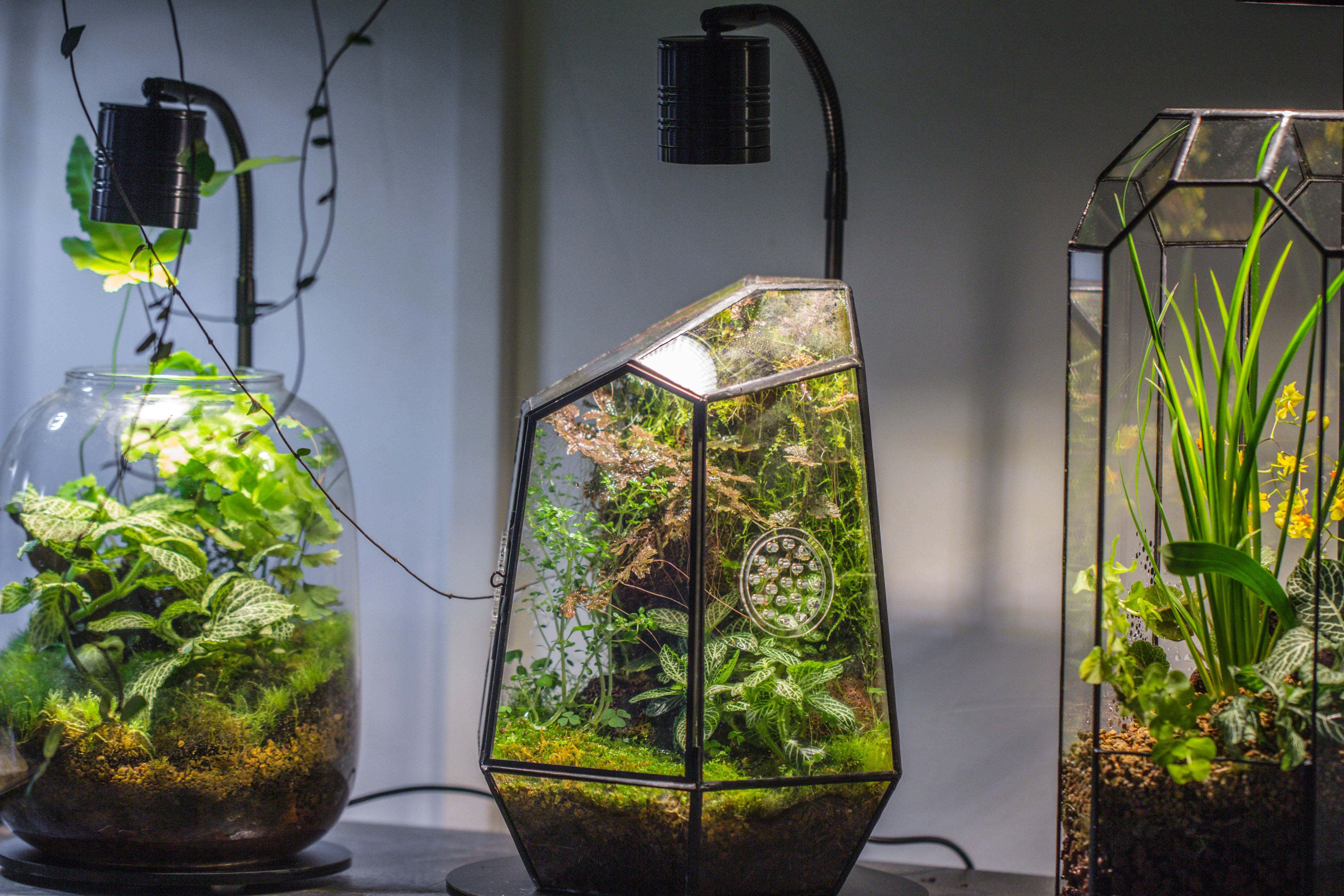 5W Warm White Black LED Grow Light adjustable with Black Matte Stand ...