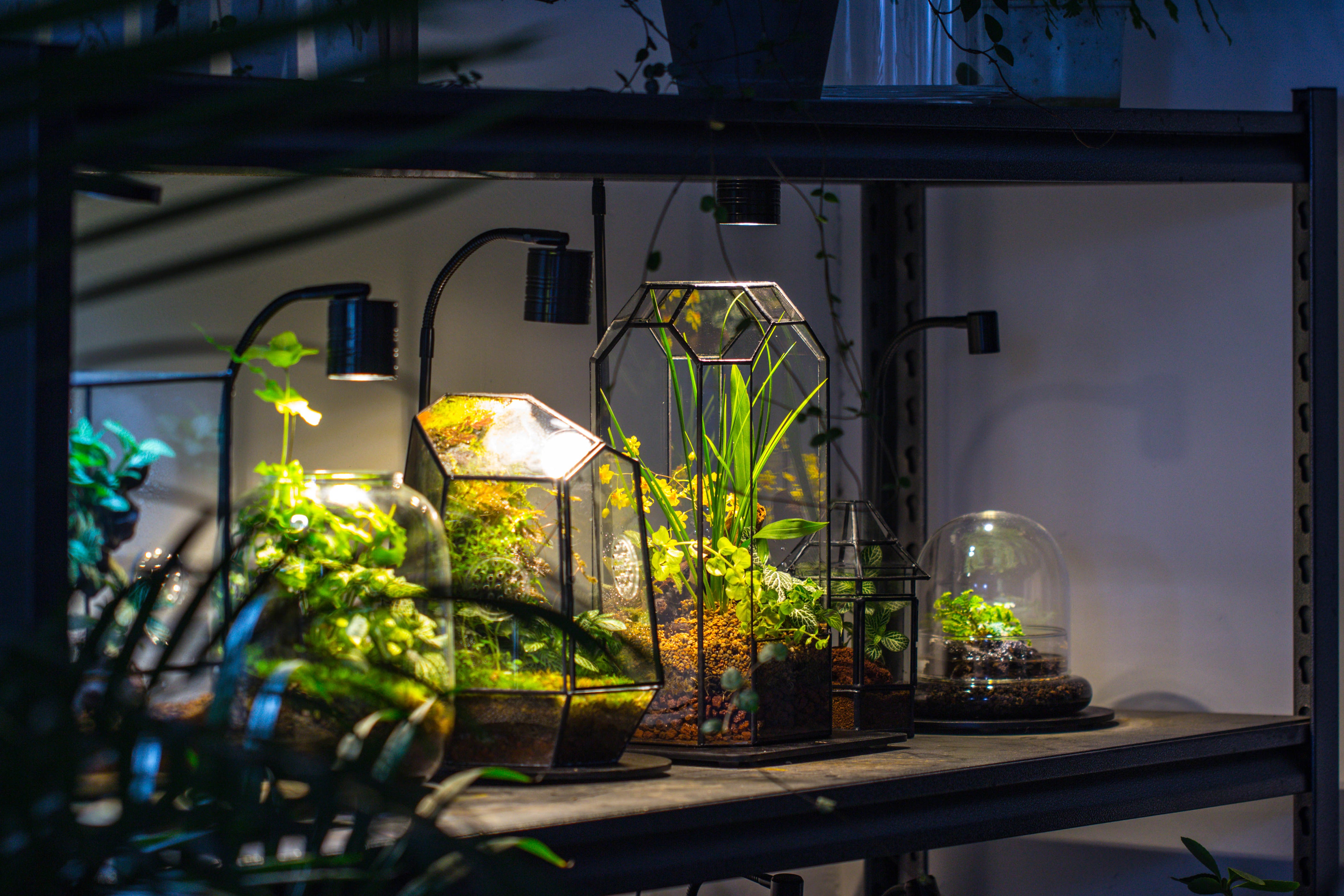 5W Warm White Black LED Grow Light adjustable with Black Matte Stand ...