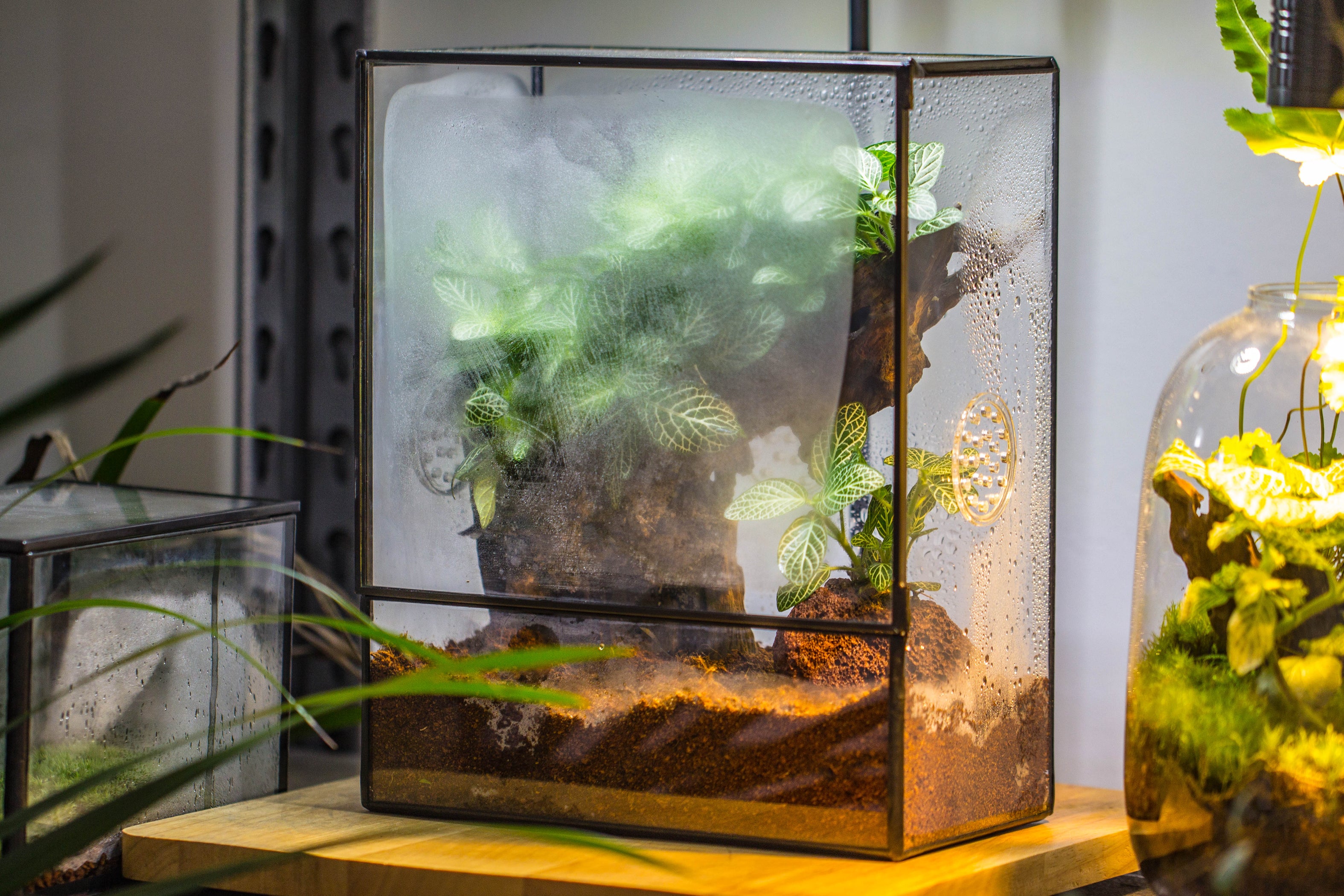 Close Geometric Glass Tin Terrarium with 3 Vents , 8x10" with side door ...