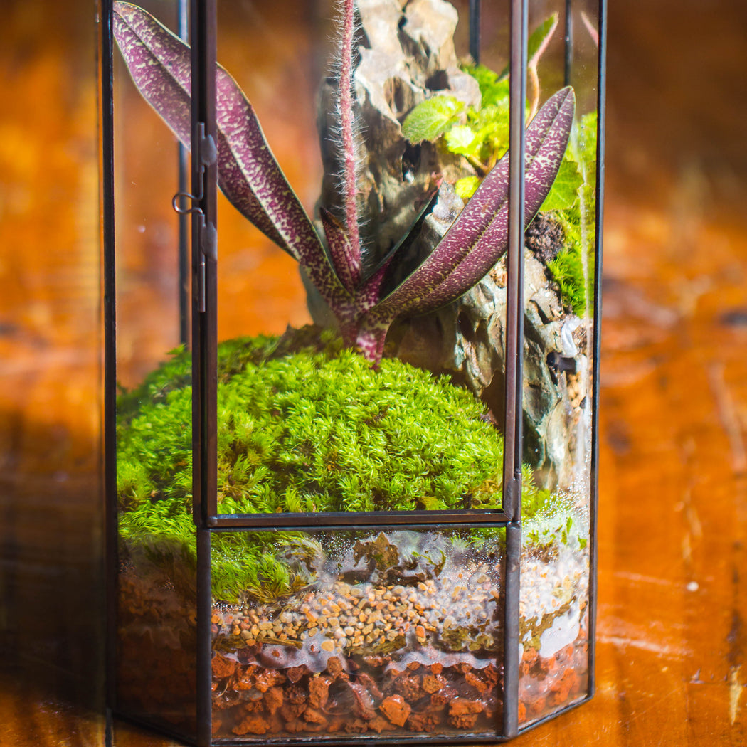 Basic Moss terrarium planting KIT, suitable for Terrarium, moss, fern ...