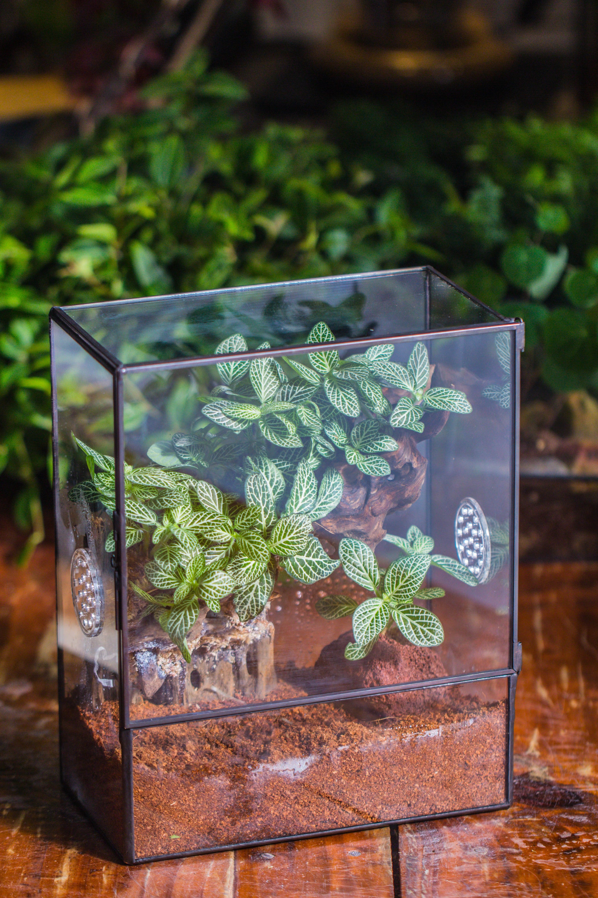 Close Geometric Glass Tin Terrarium with 3 Vents , 8x10" with side door ...