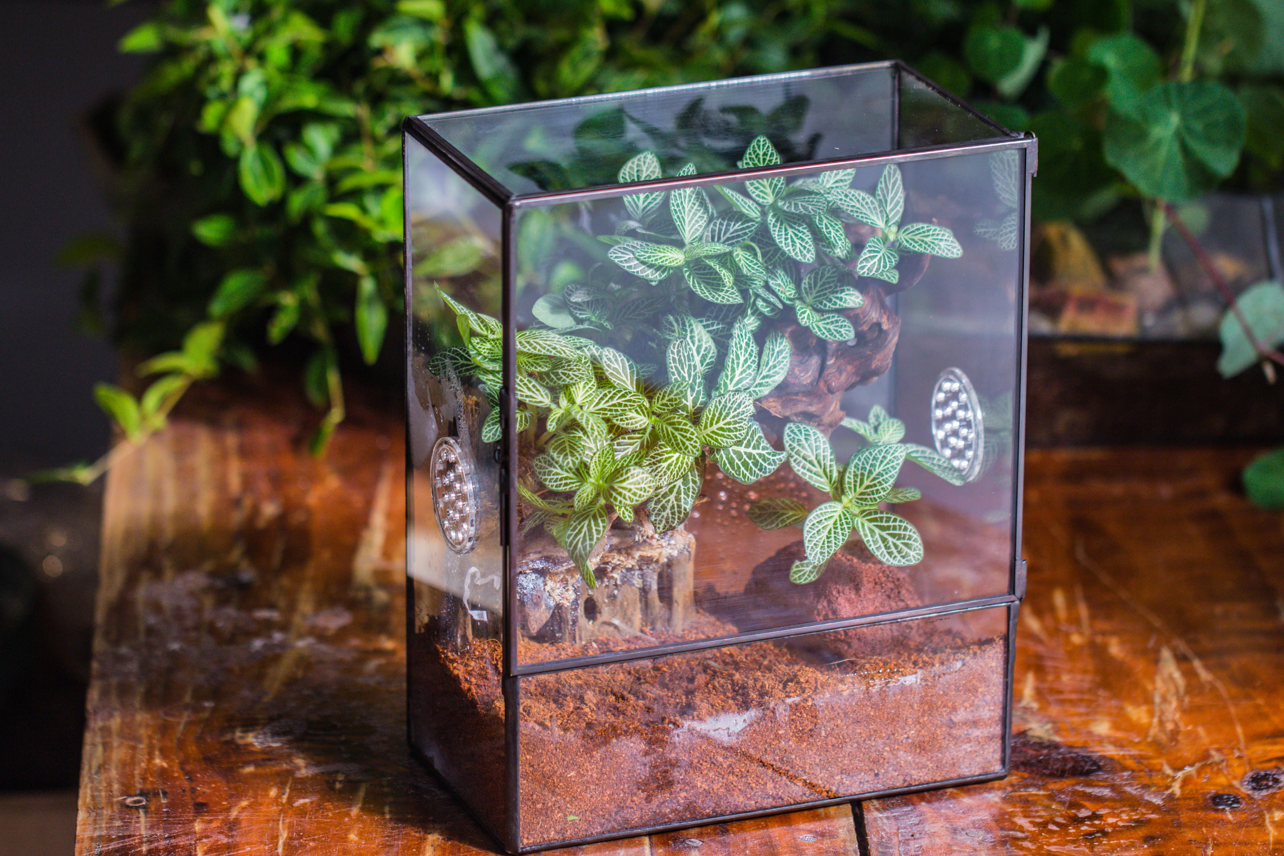 Close Geometric Glass Tin Terrarium with 3 Vents , 8x10" with side door ...