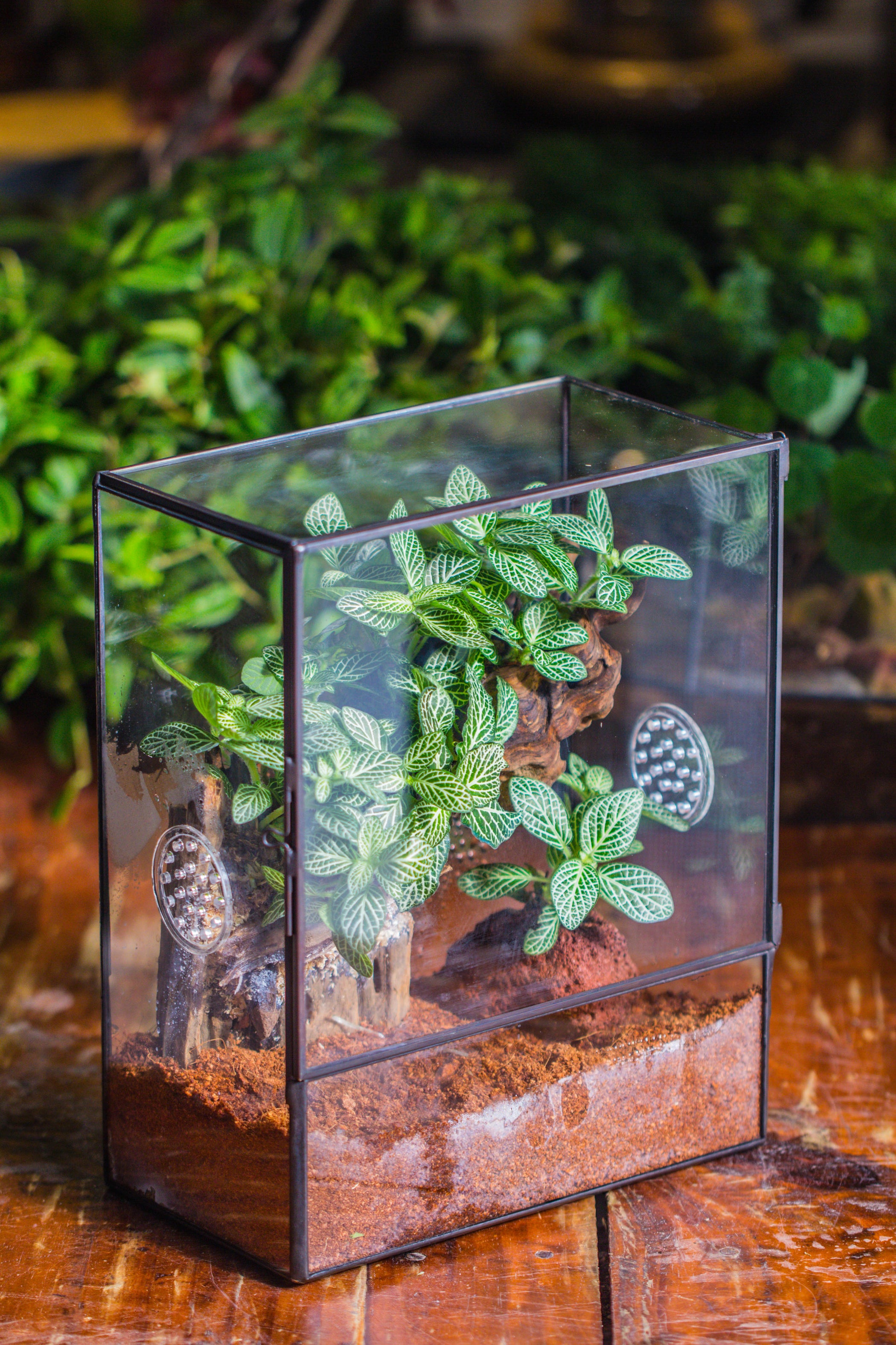 Close Geometric Glass Tin Terrarium with 3 Vents , 8x10" with side door ...