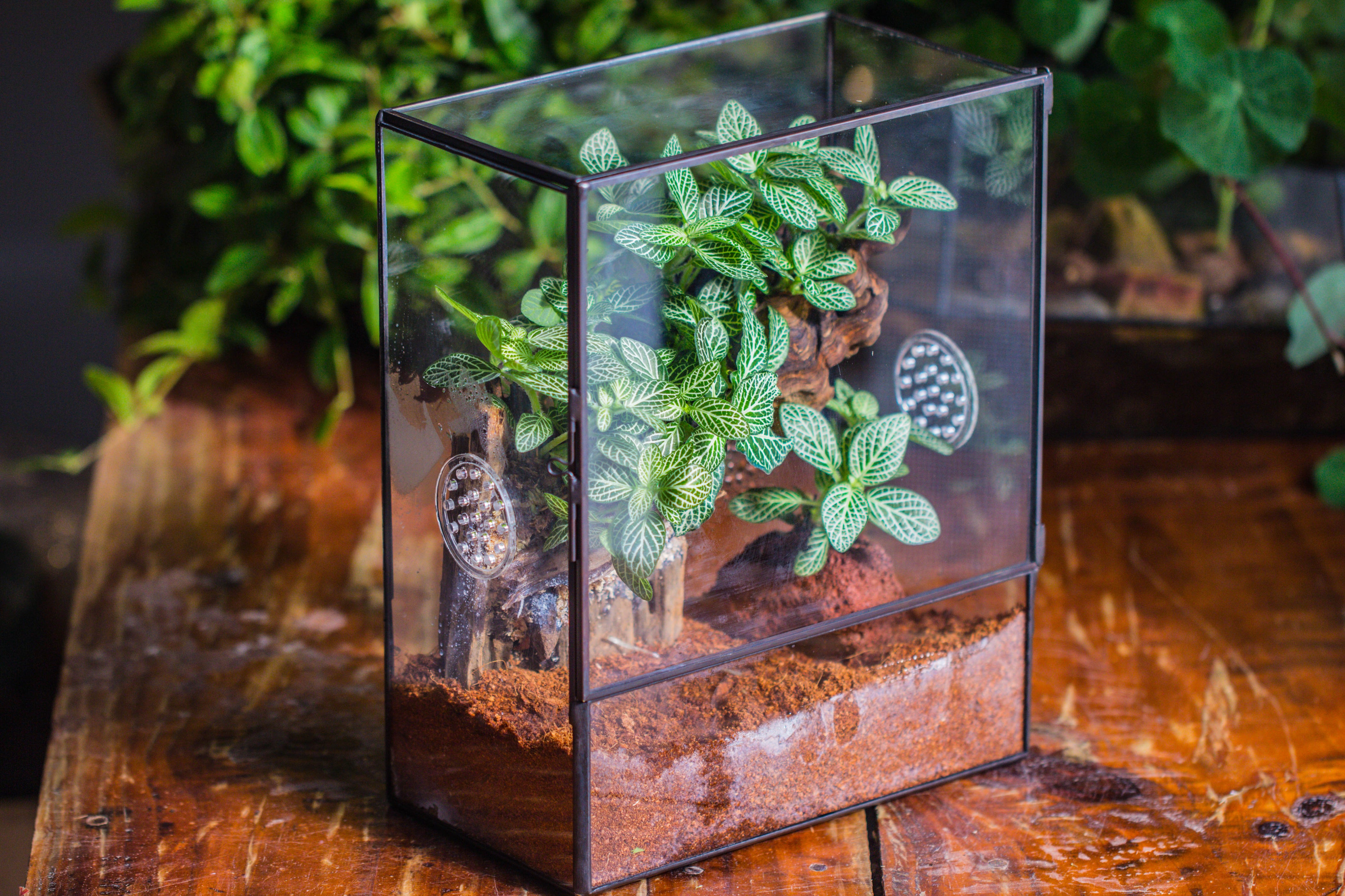 Close Geometric Glass Tin Terrarium with 3 Vents , 8x10" with side door ...