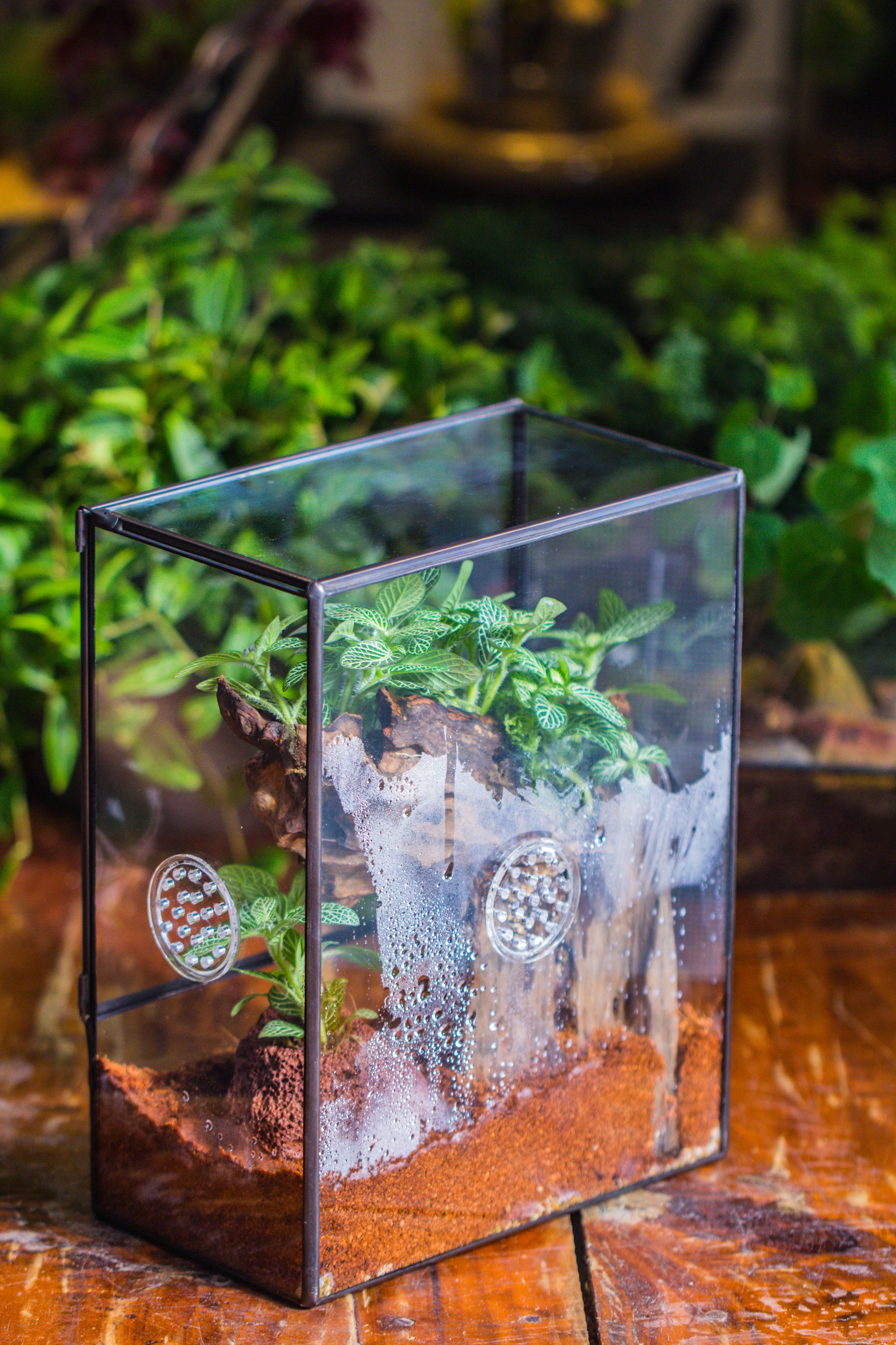 Close Geometric Glass Tin Terrarium with 3 Vents , 8x10" with side door ...