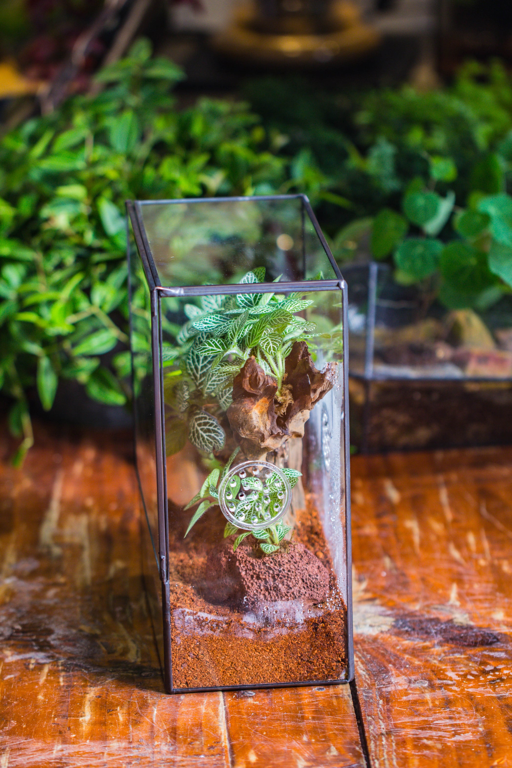 Close Geometric Glass Tin Terrarium with 3 Vents , 8x10" with side door ...