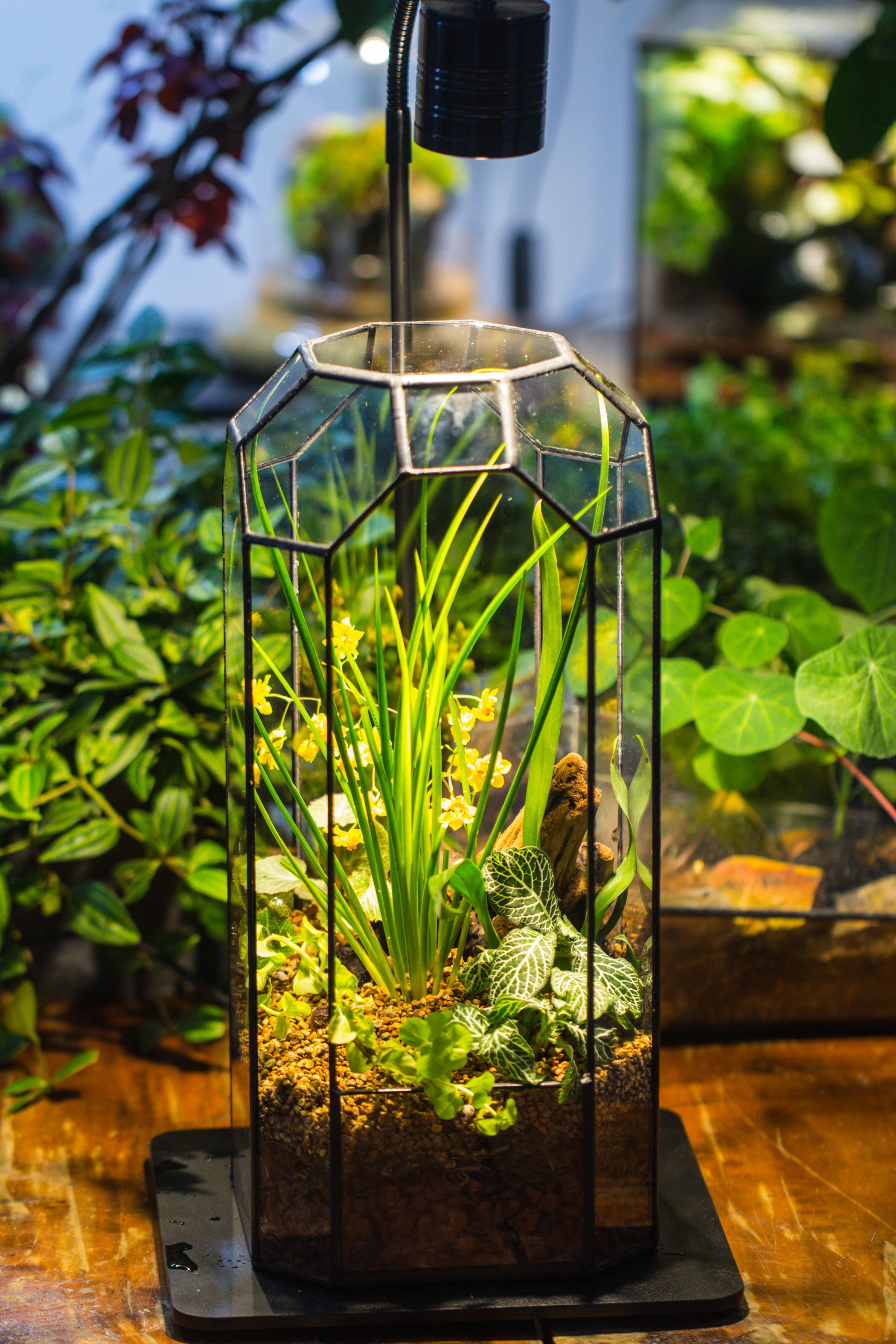 Customizable Warm White LED Grow Light with Matte Stand | NCYP Garden ...