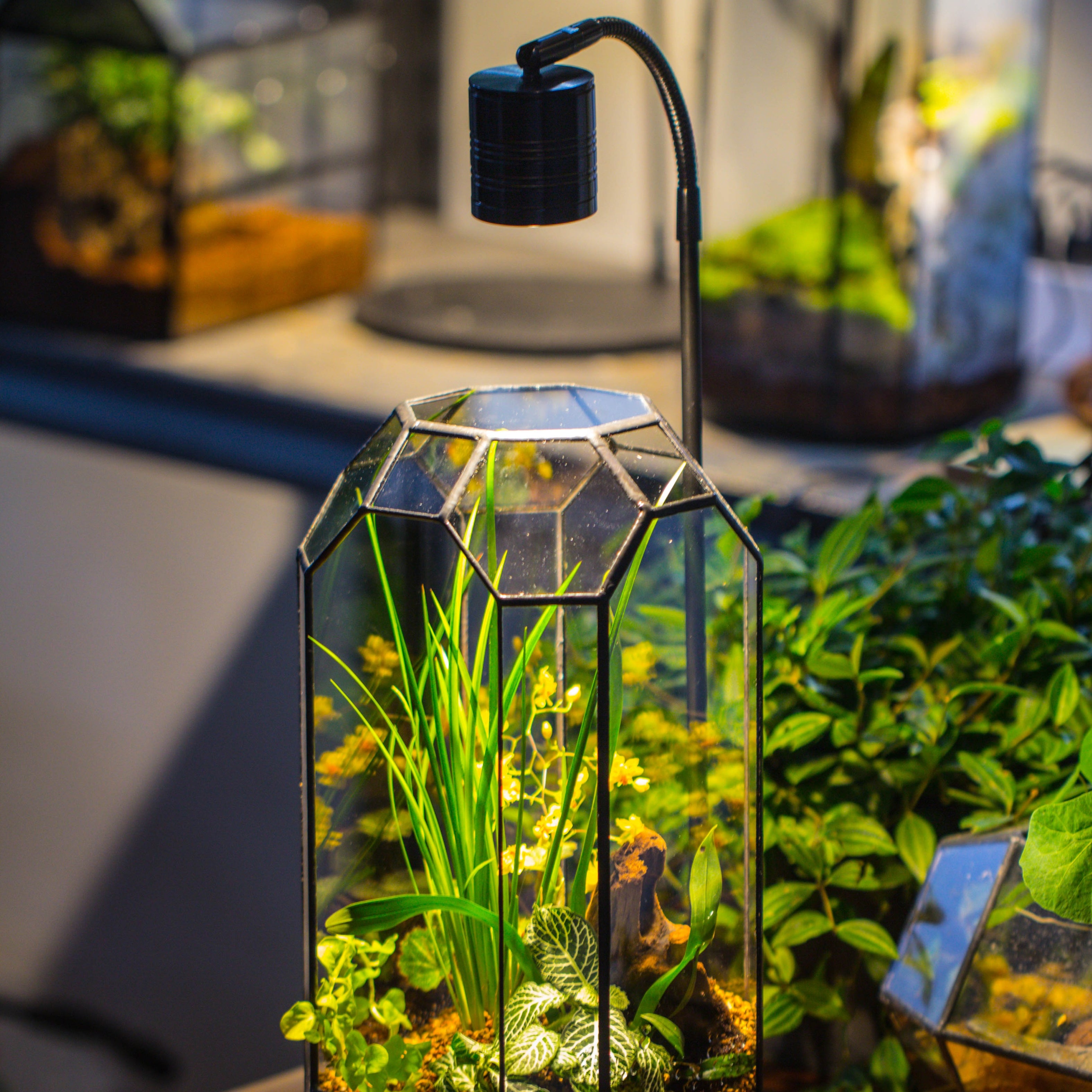 Customizable Warm White LED Grow Light with Matte Stand | NCYP Garden ...