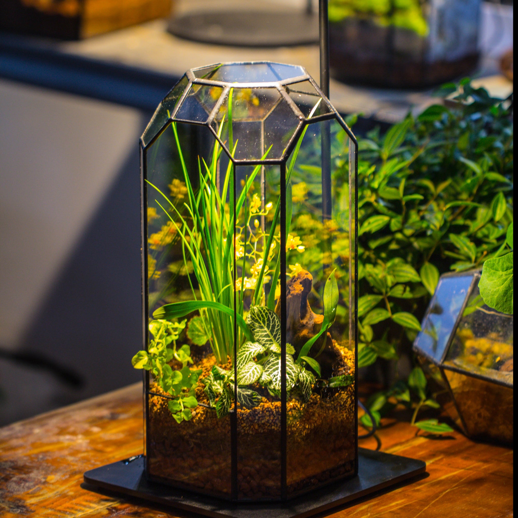 LED Grow Light Set for Terrarium — NCYPgarden