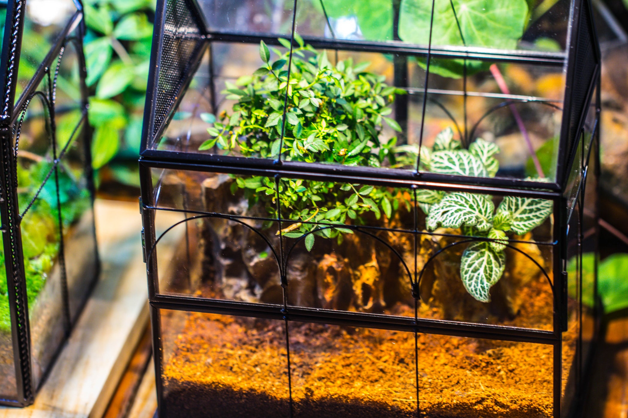 NCYP Vintage House Shape Tin and Glass Geometric Terrarium, with side ...