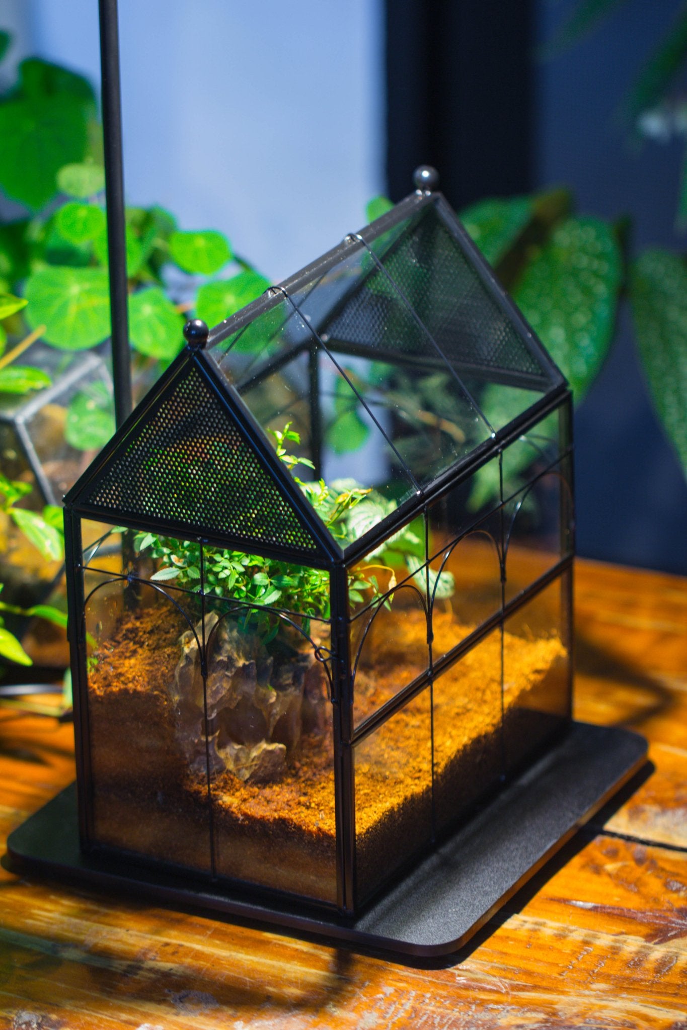 NCYP Vintage House Shape Tin and Glass Geometric Terrarium, with side ...