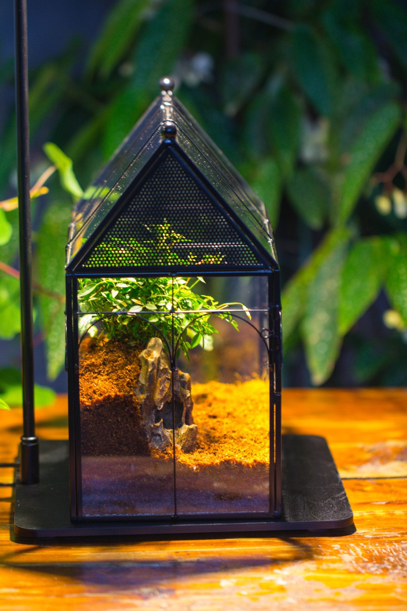 NCYP Vintage House Shape Tin and Glass Geometric Terrarium, with side ...