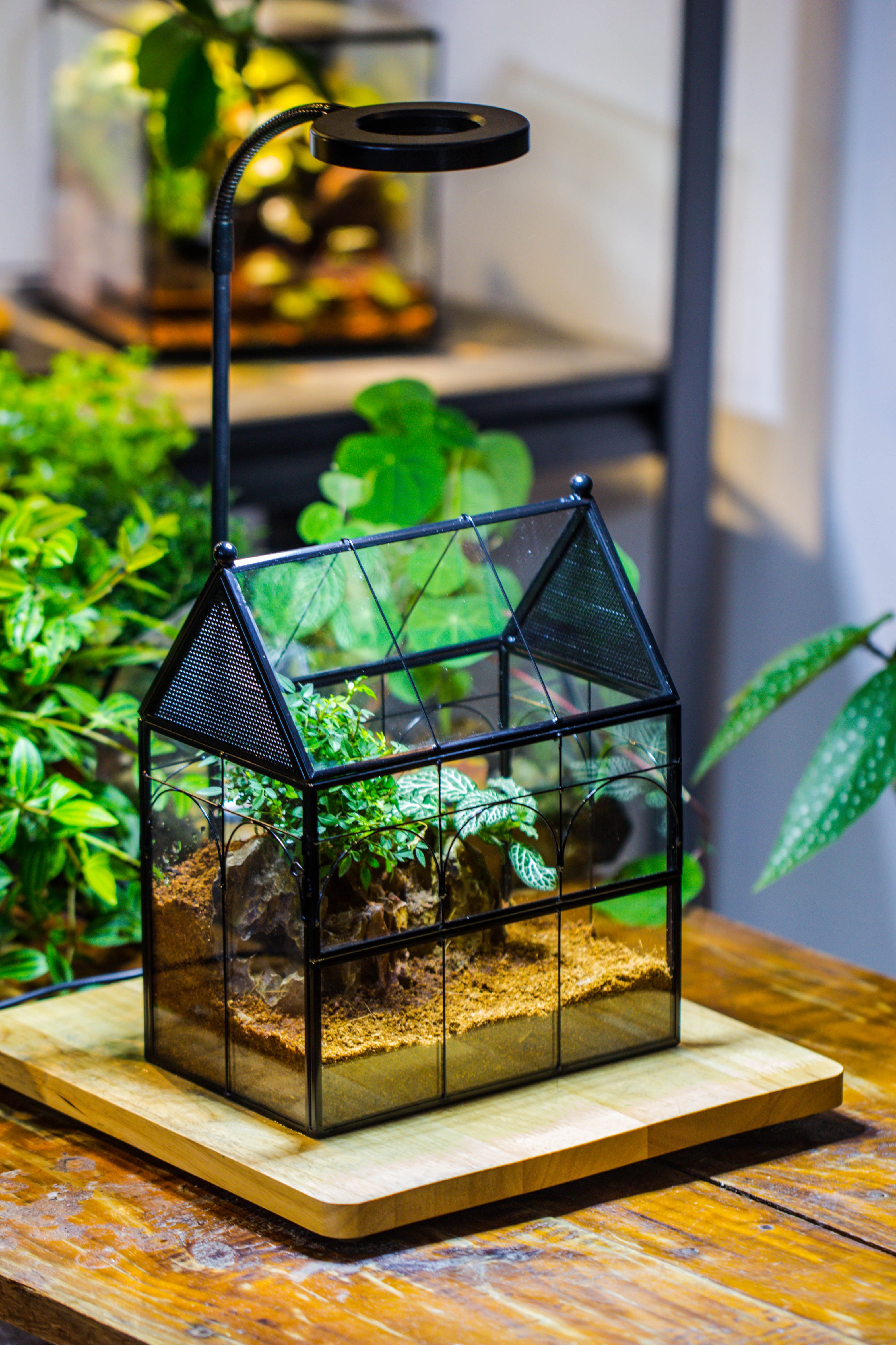 NCYP Vintage House Shape Tin and Glass Geometric Terrarium, with side ...