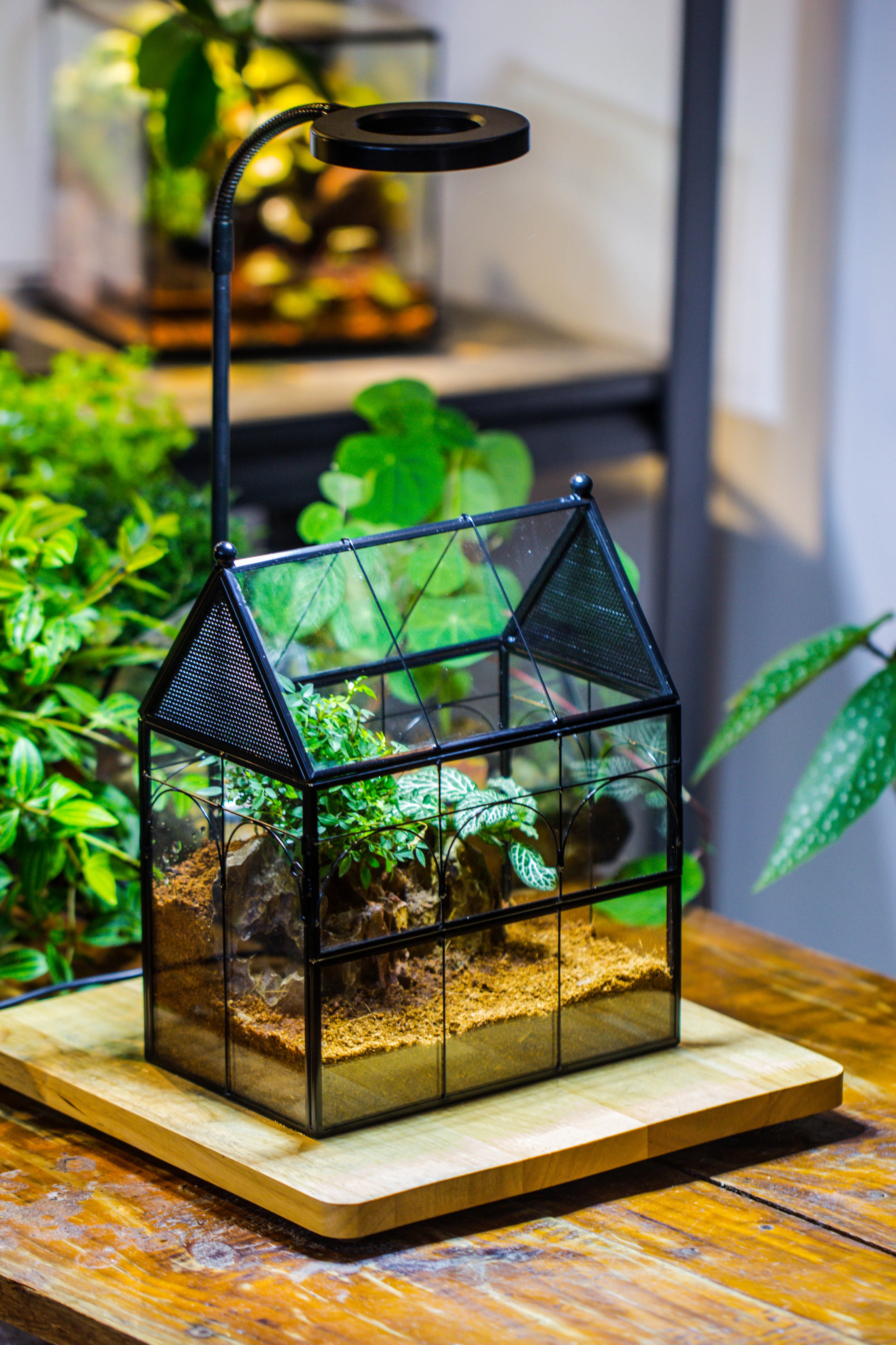 NCYP Vintage House Shape Tin and Glass Geometric Terrarium, with side ...