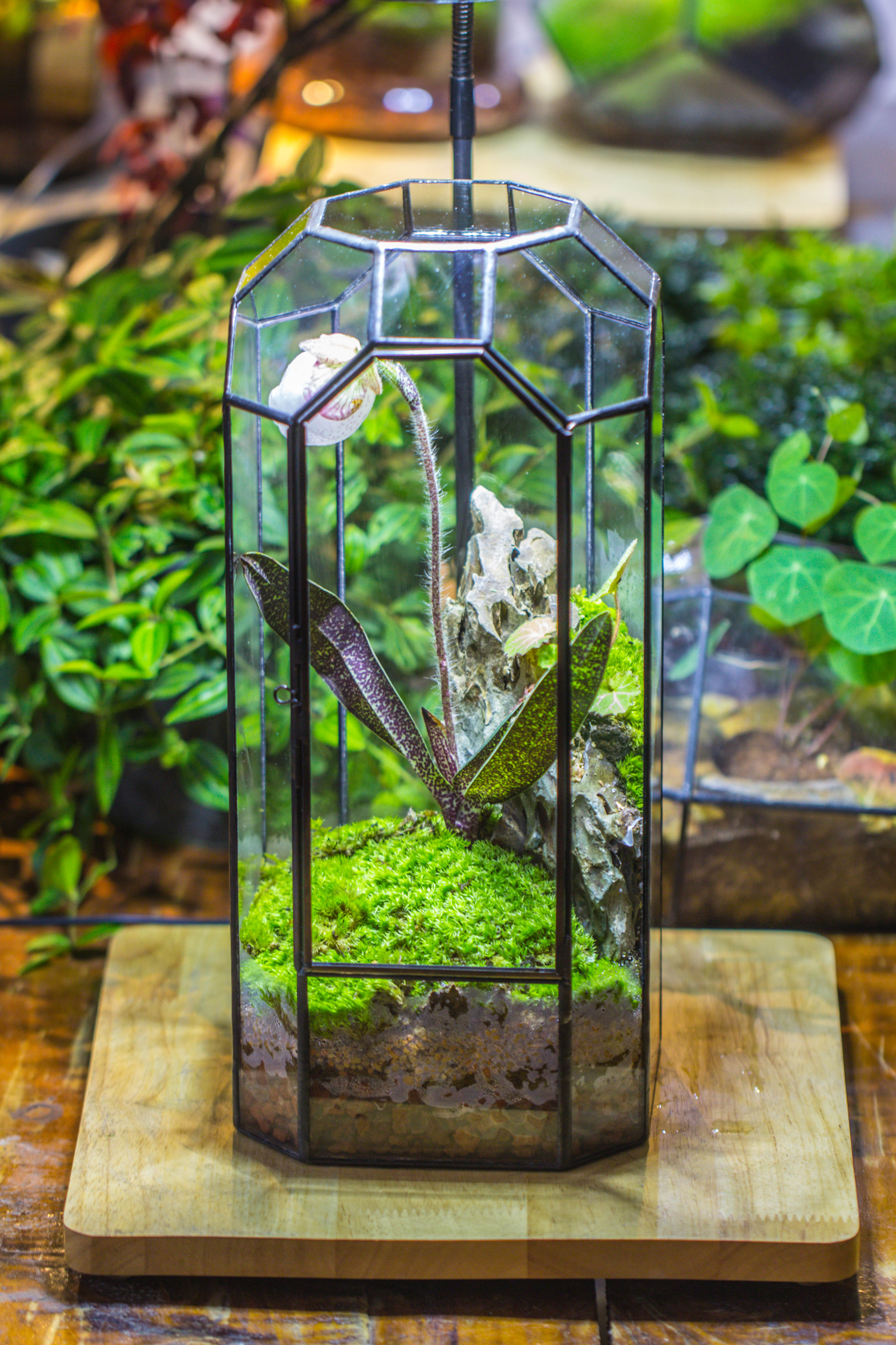 Vintage Tall Octagon Geometric Tin Glass Terrarium , 12.6" , close, su ...