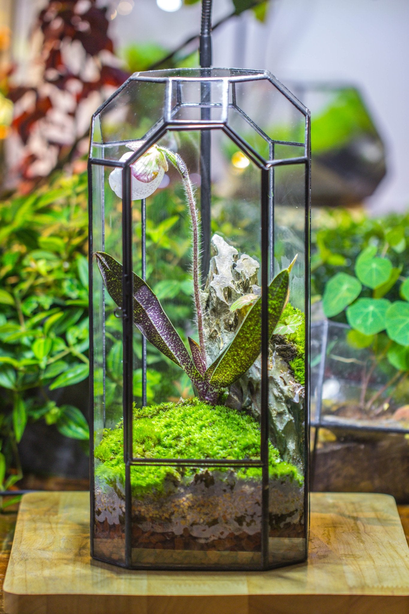 Vintage Tall Octagon Geometric Tin Glass Terrarium , 12.6" , close, su ...