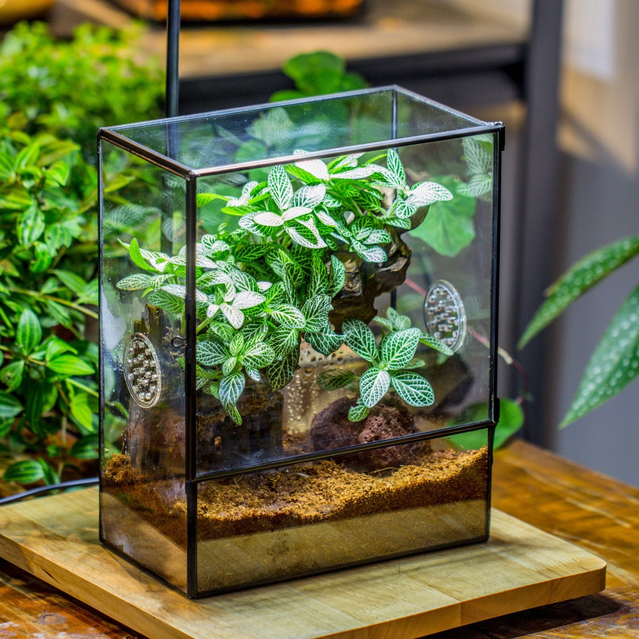 Glass Tin Terrarium with 3 Vents & White Light Set — NCYPgarden