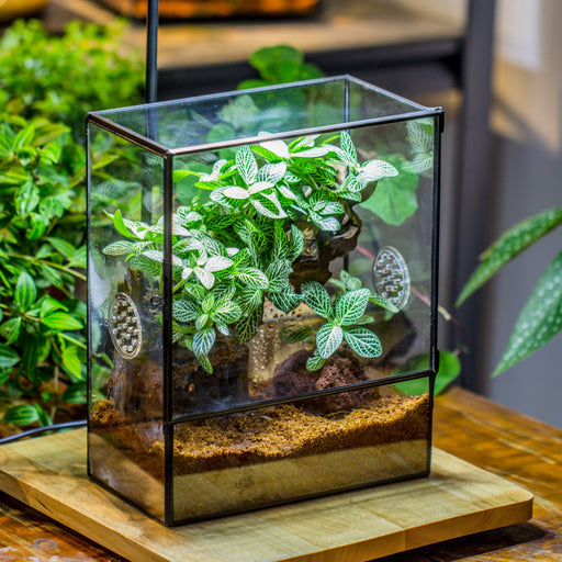 Insects terrariums — NCYPgarden