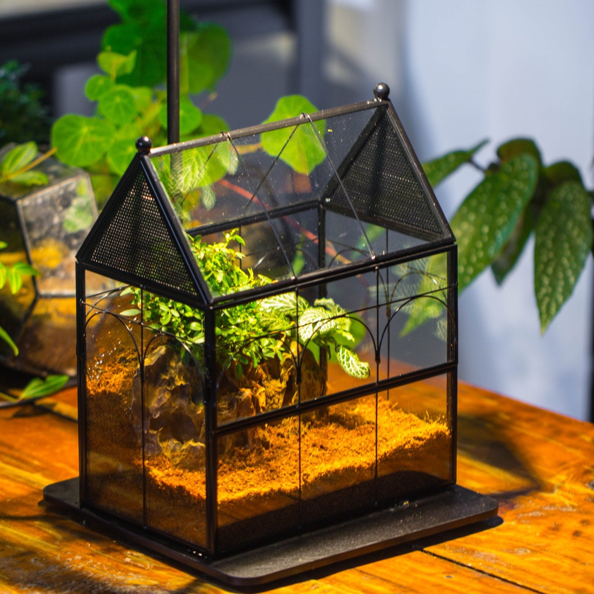NCYP Vintage House Shape Tin and Glass Geometric Terrarium, with side ...