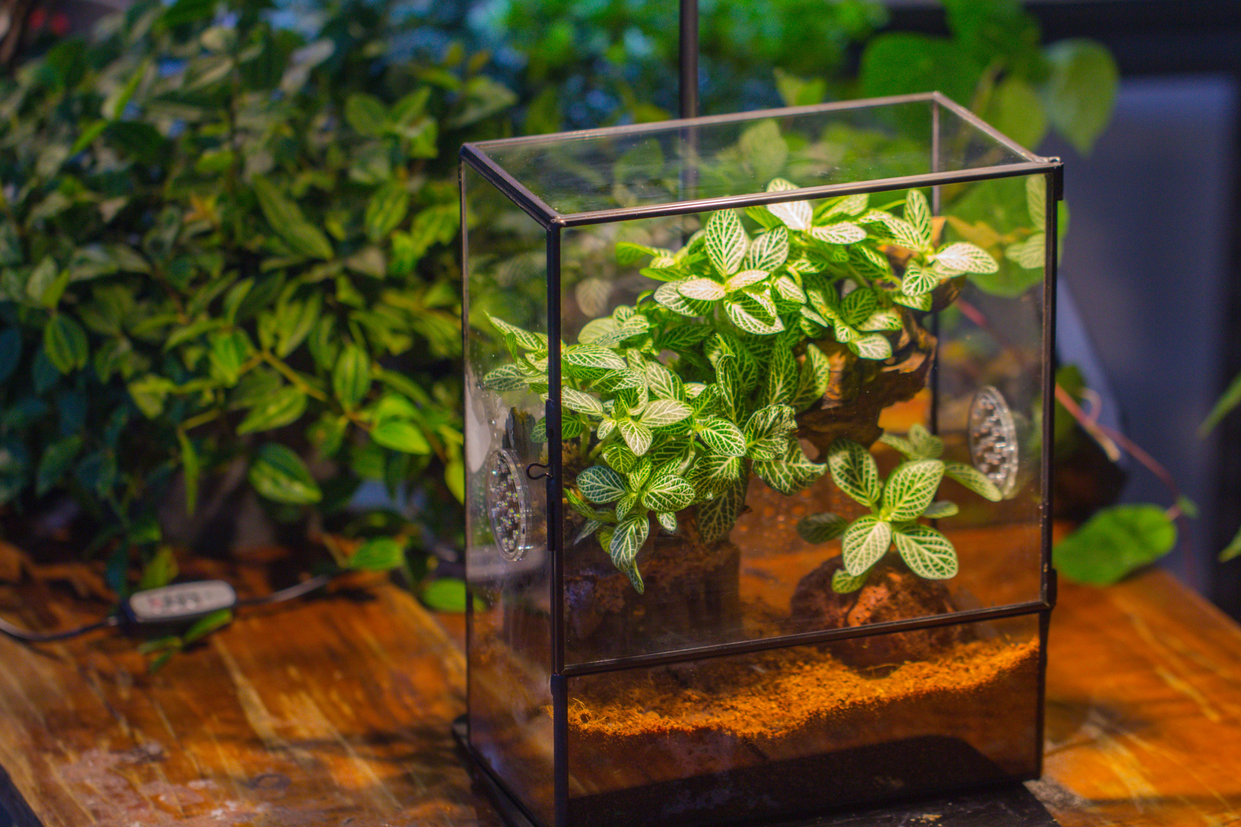 Close Geometric Glass Tin Terrarium with 3 Vents , 8x10" with side door ...