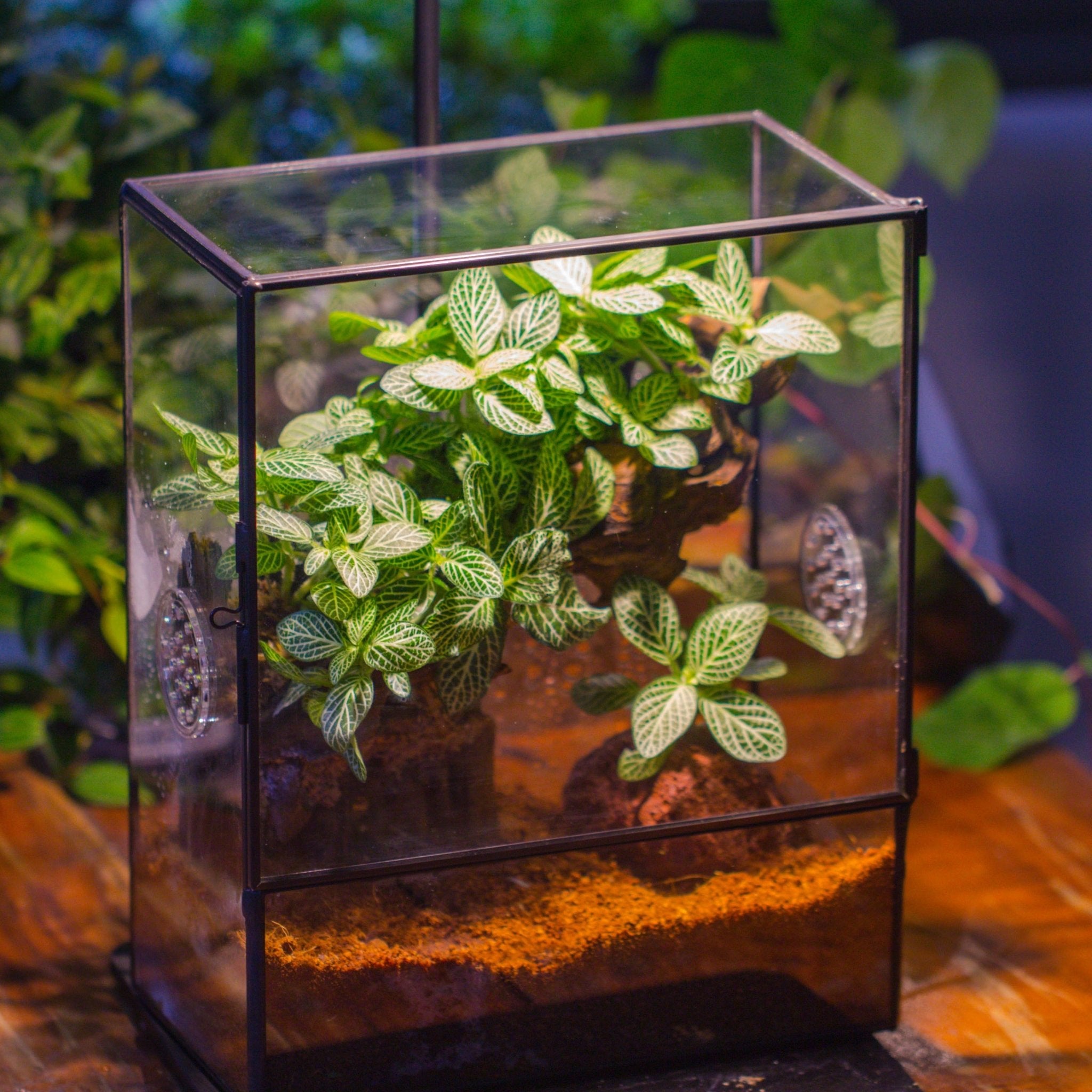 Close Geometric Glass Tin Terrarium with 3 Vents , 8x10" with side door ...