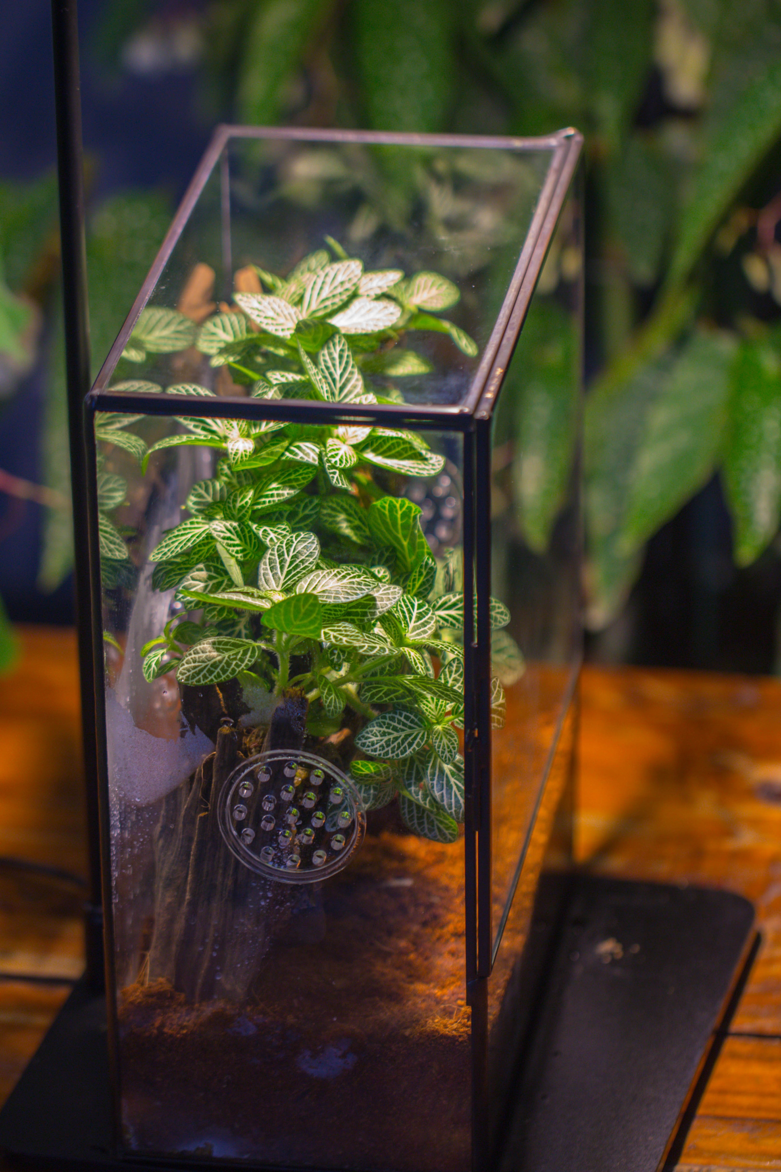 Close Geometric Glass Tin Terrarium with 3 Vents , 8x10" with side door ...