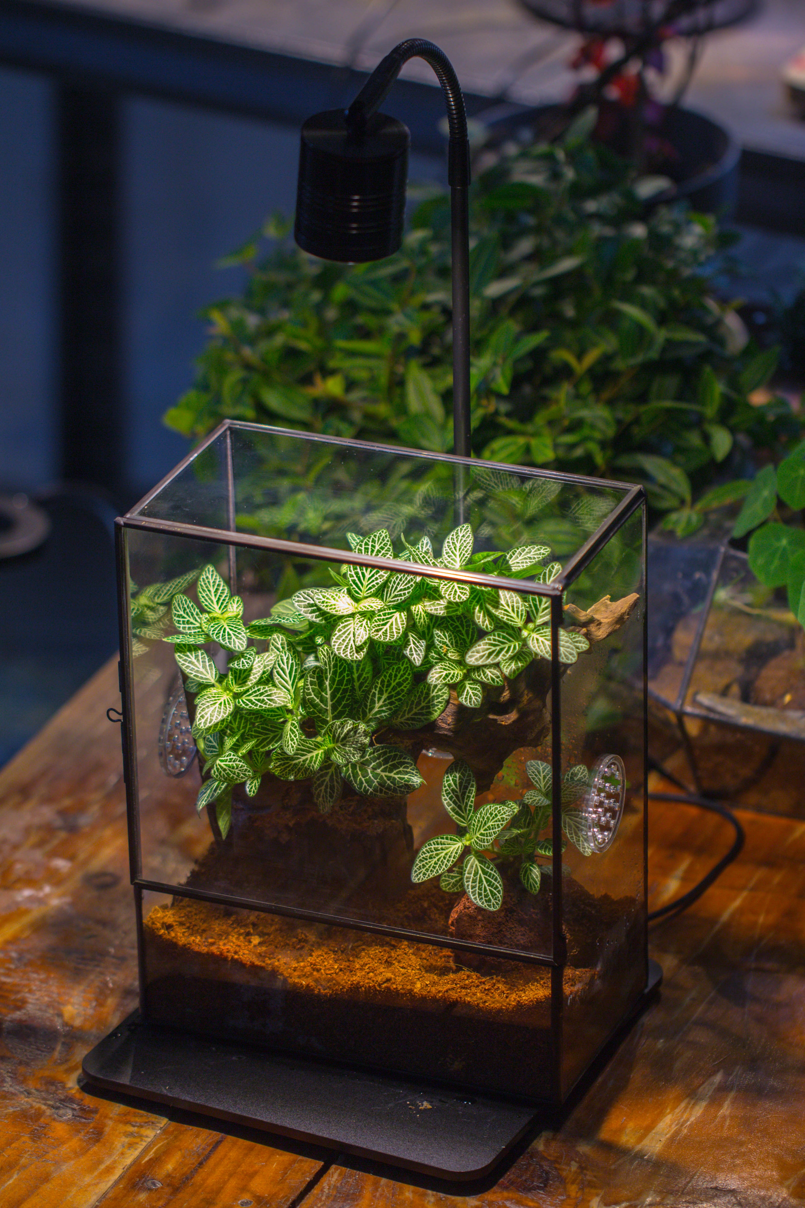 Close Geometric Glass Tin Terrarium with 3 Vents , 8x10" with side door ...